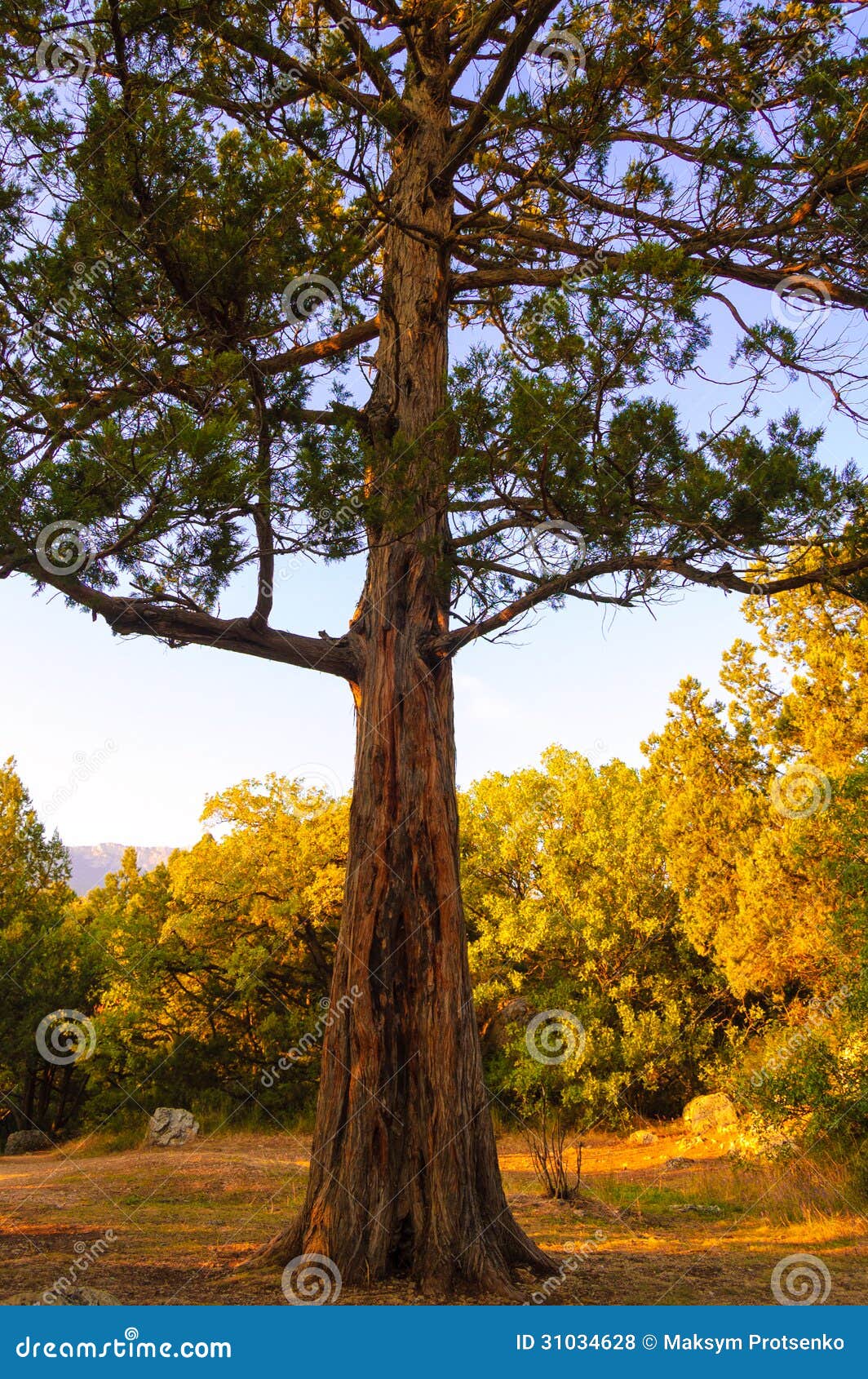 Big Pine Tree in the Autumn Forest Stock Photo - Image of fall, garden ...
