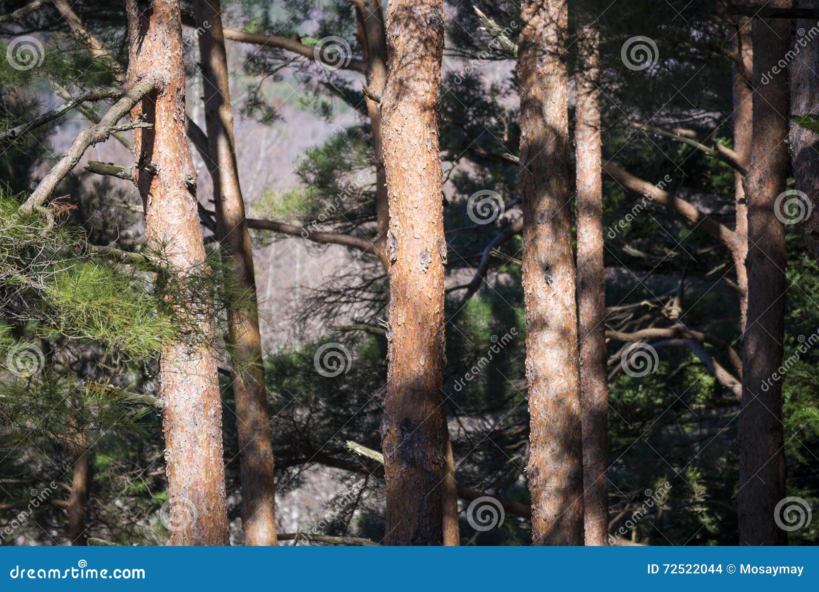 Big pine tree in forest stock photo. Image of branch - 72522044