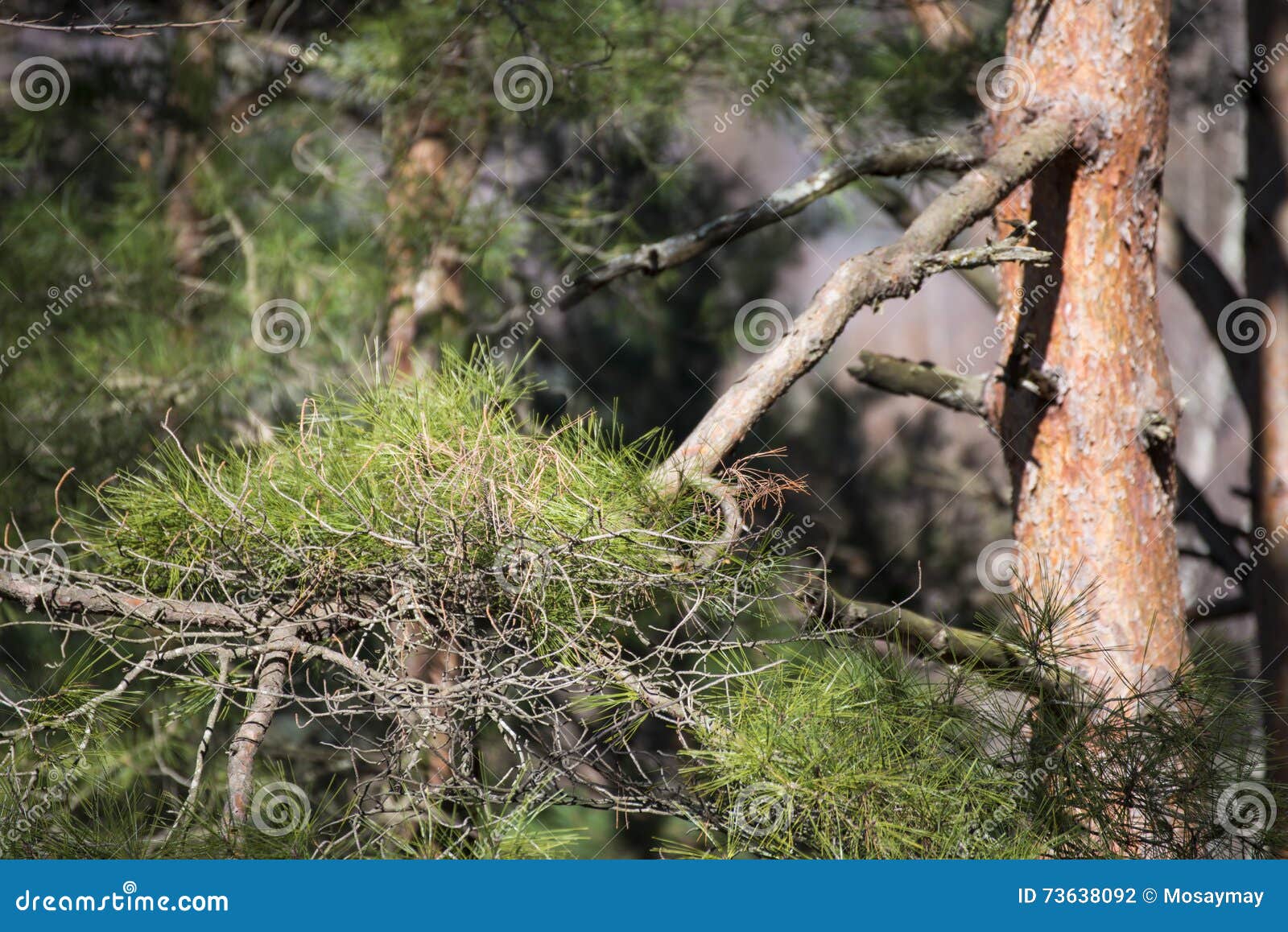 Big pine tree in forest stock photo. Image of refresh - 73638092