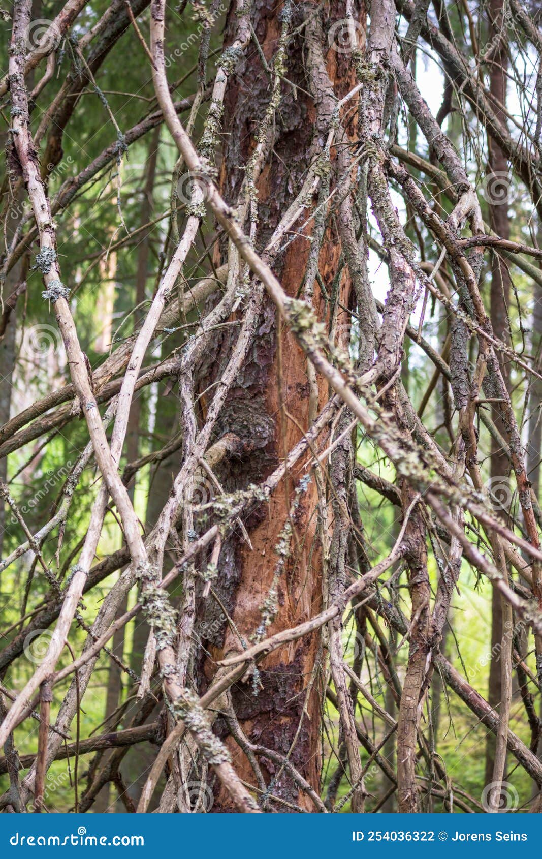 A Big Pine Tree Growing in the Forest Stock Photo - Image of leaf, tree ...
