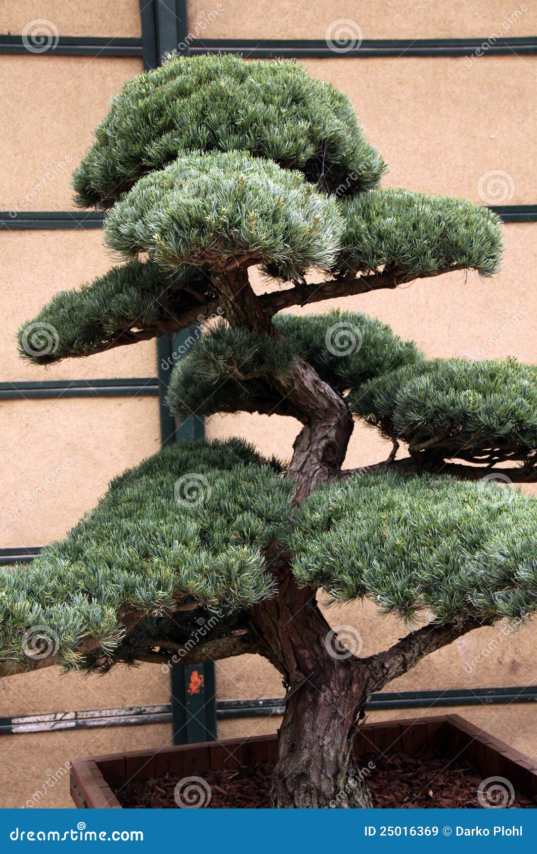 Big pine tree like bonsai stock image. Image of potted - 25016369
