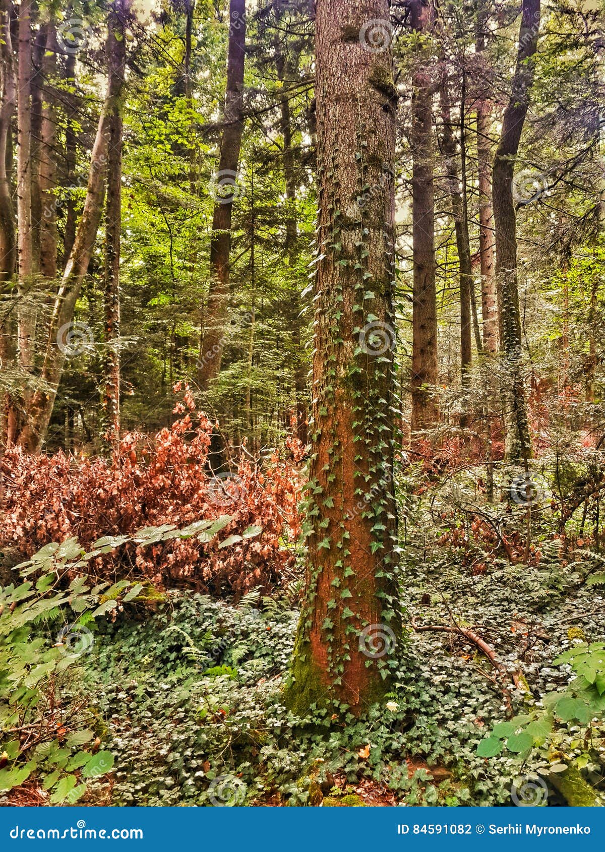Big Pine Tree with a Lot of Green Leaves on it Stock Photo - Image of ...