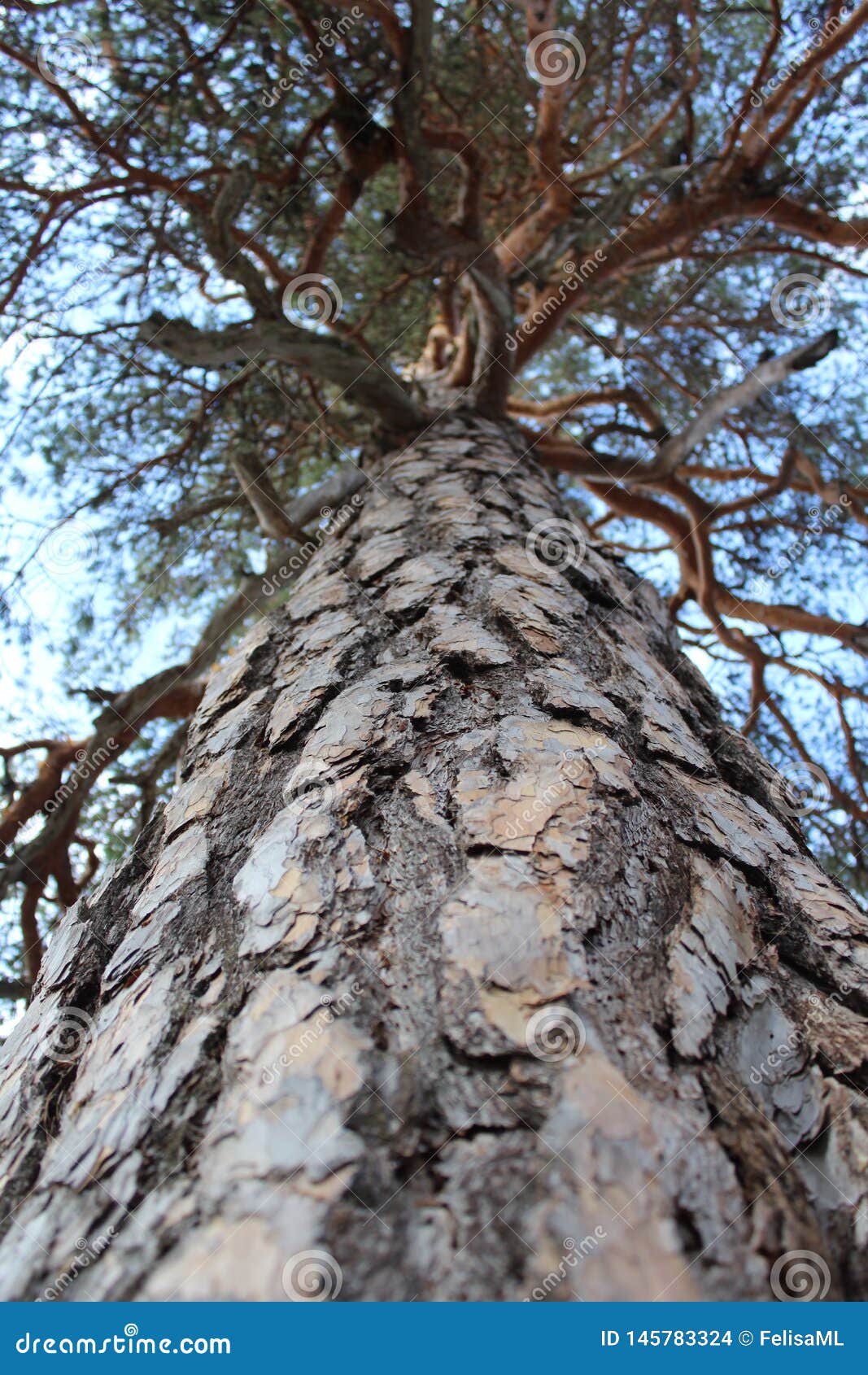 Big Pine Tree Stock Photos - Download 16,216 Royalty Free Photos