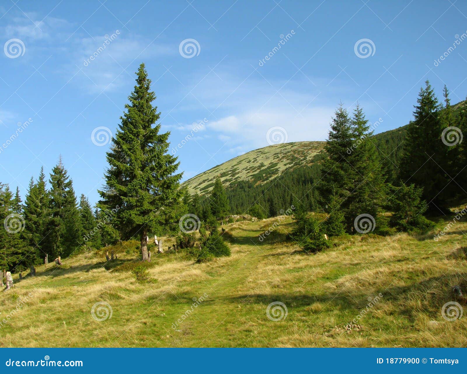 Big Pine Tree at Mountain Meadow Stock Photo - Image of carpathian ... Big Pine Tree at Mountain Meadow Stock Photo - Image of carpathian ...