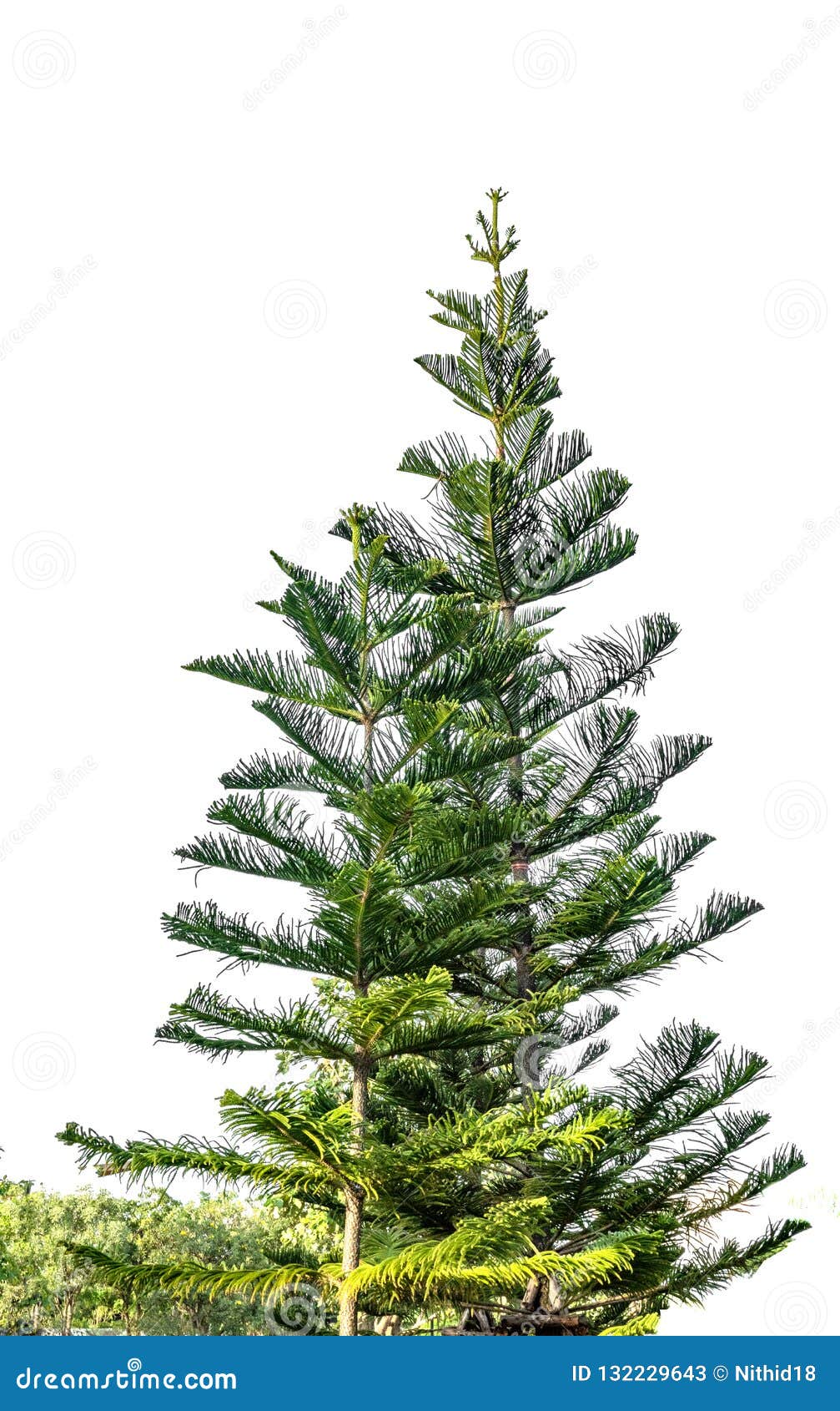 Big Pine Tree in the Natural Parkland. Stock Image - Image of evergreen ...