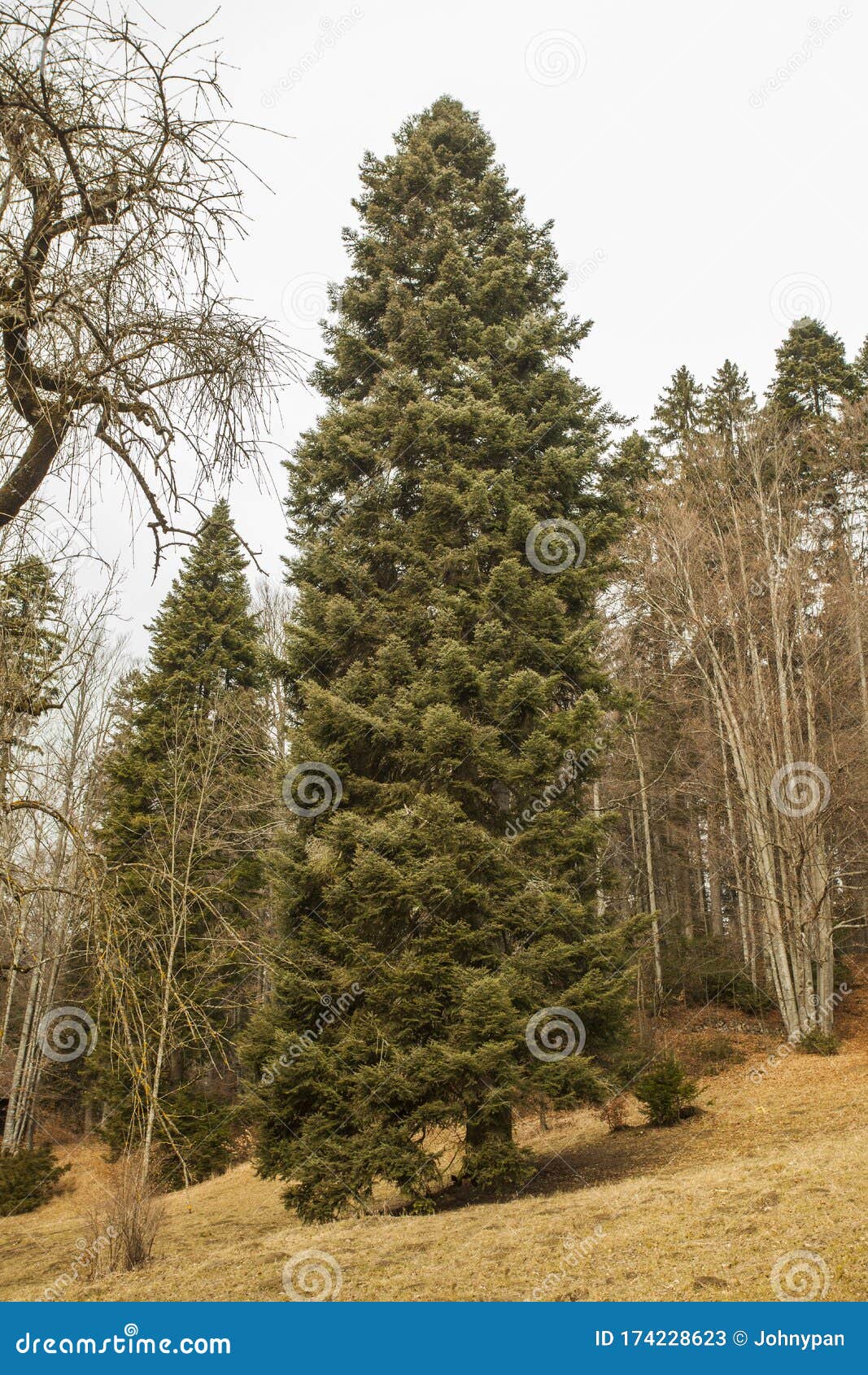 Big pine tree stock image. Image of tall, evergreen - 174228623
