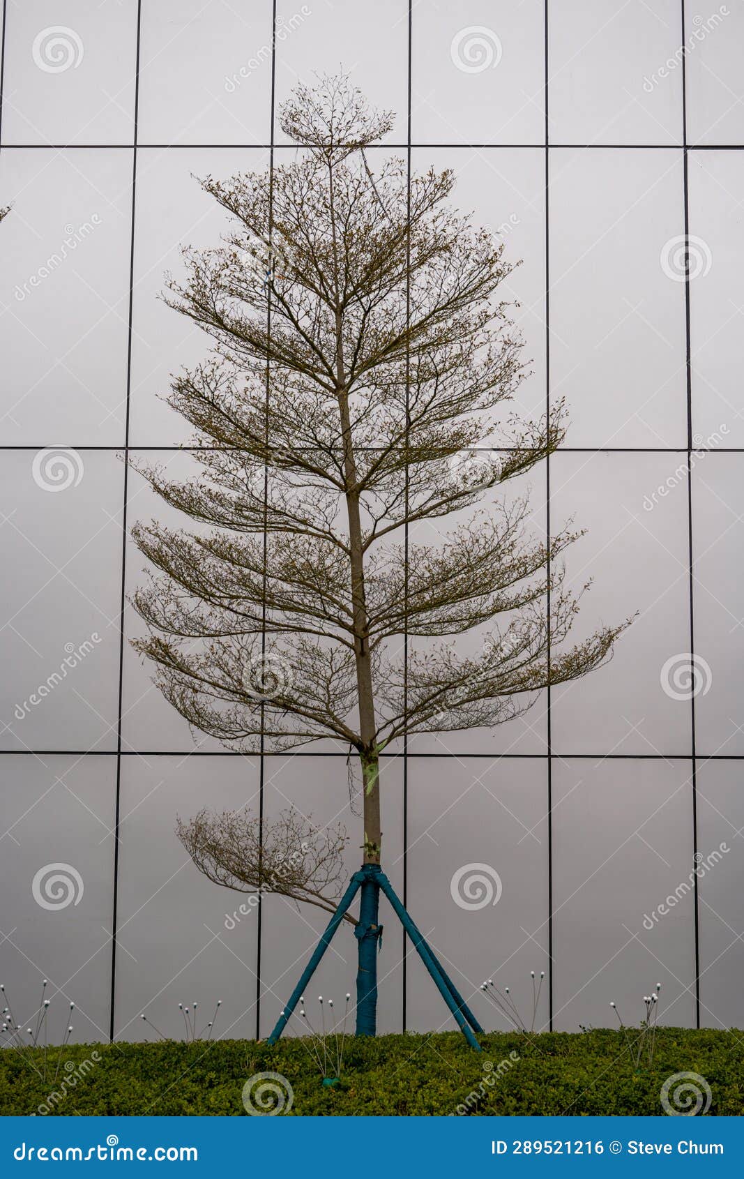 A Big Pine Tree Next To a City Building Stock Photo - Image of leaf ...