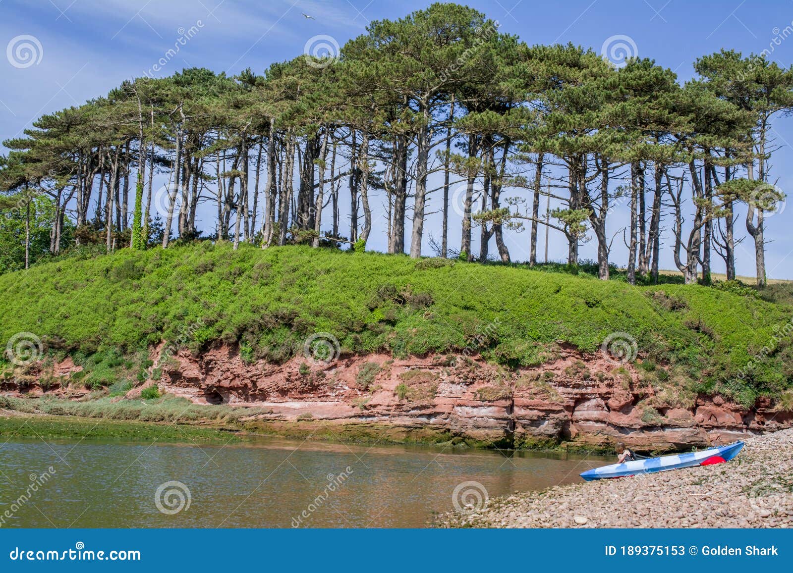 Big pine tree by the river stock image. Image of boats - 189375153