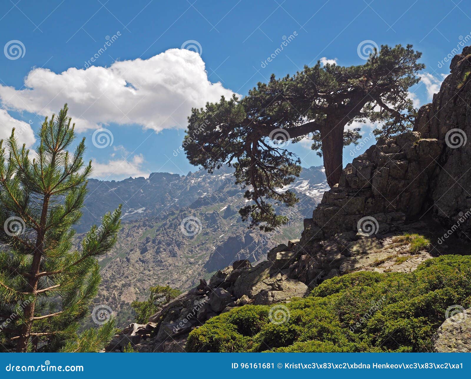 Big Pine Tree on the Rock with Snow Spotted Mountains Backround Stock ...
