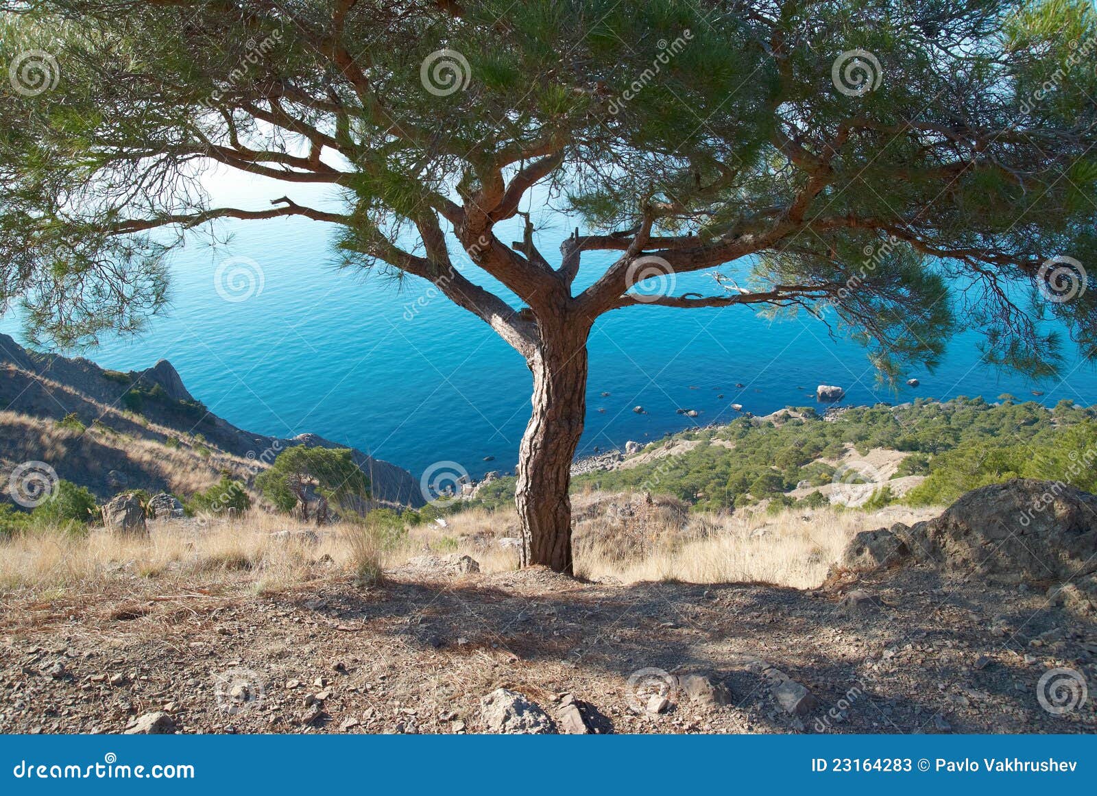Big Pine Tree on the Sea Shore Stock Image - Image of horizon, leaf ...