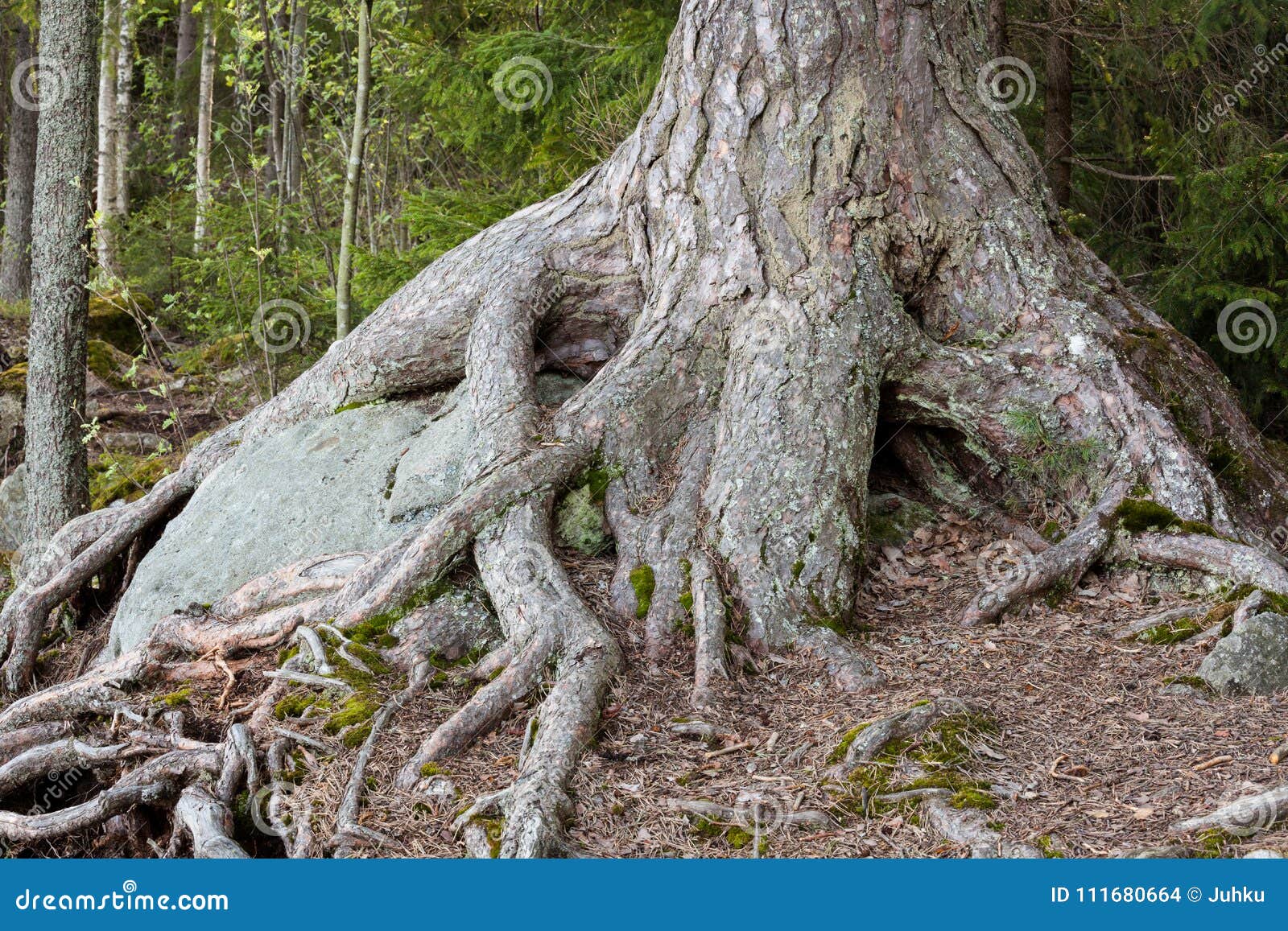 Big Tree Trunk Roots at Forest Stock Photo - Image of outdoor, pine ...