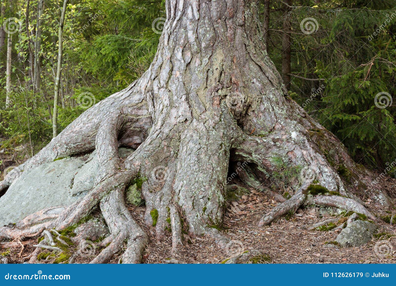 Big Tree Trunk Roots at Forest Stock Image - Image of detail, finland ...
