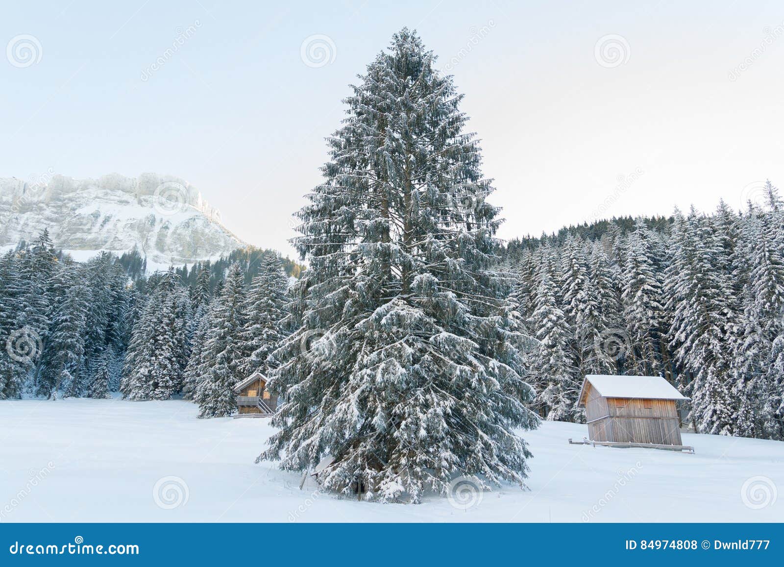Big pine tree in winter stock photo. Image of snowy, cottage - 84974808