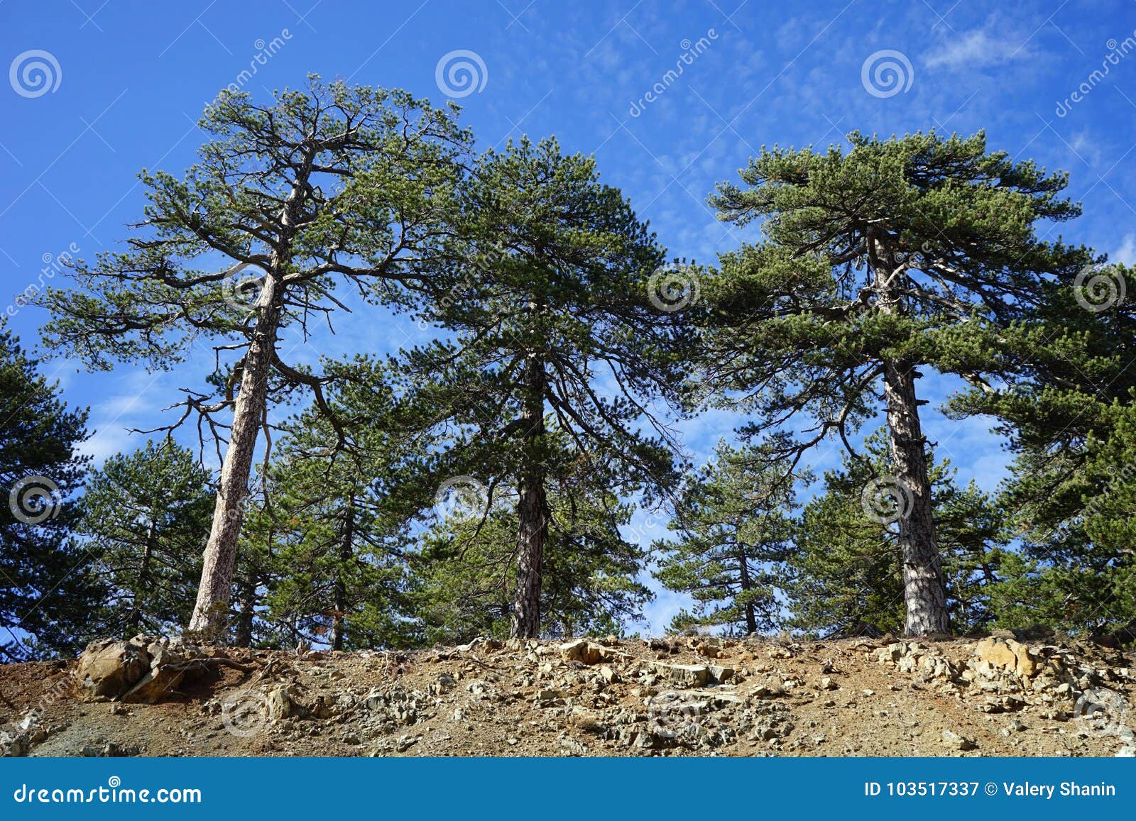 Big pine trees stock image. Image of green, plant, shrubland - 103517337