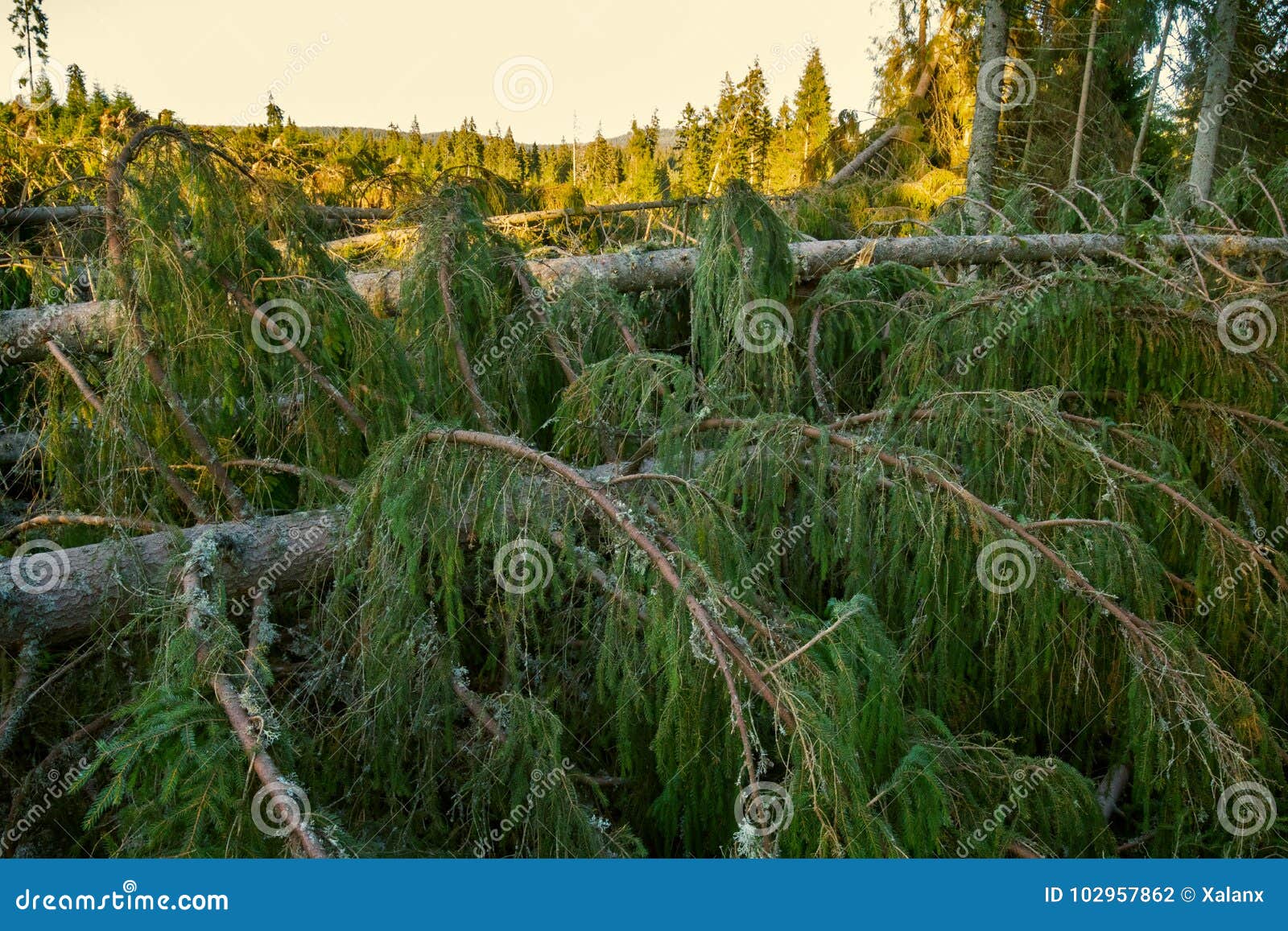 Forest after storm stock photo. Image of covered, aftermath - 102957862