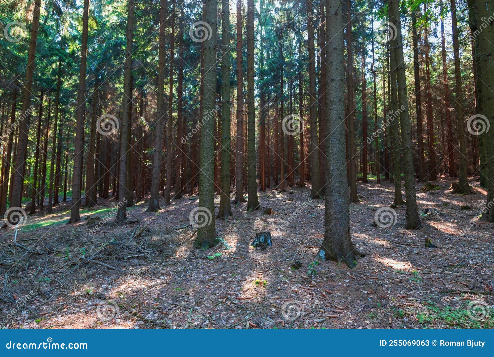 Big Pine Trees in the Forest. There are Tree Stumps in the Forest Stock ...