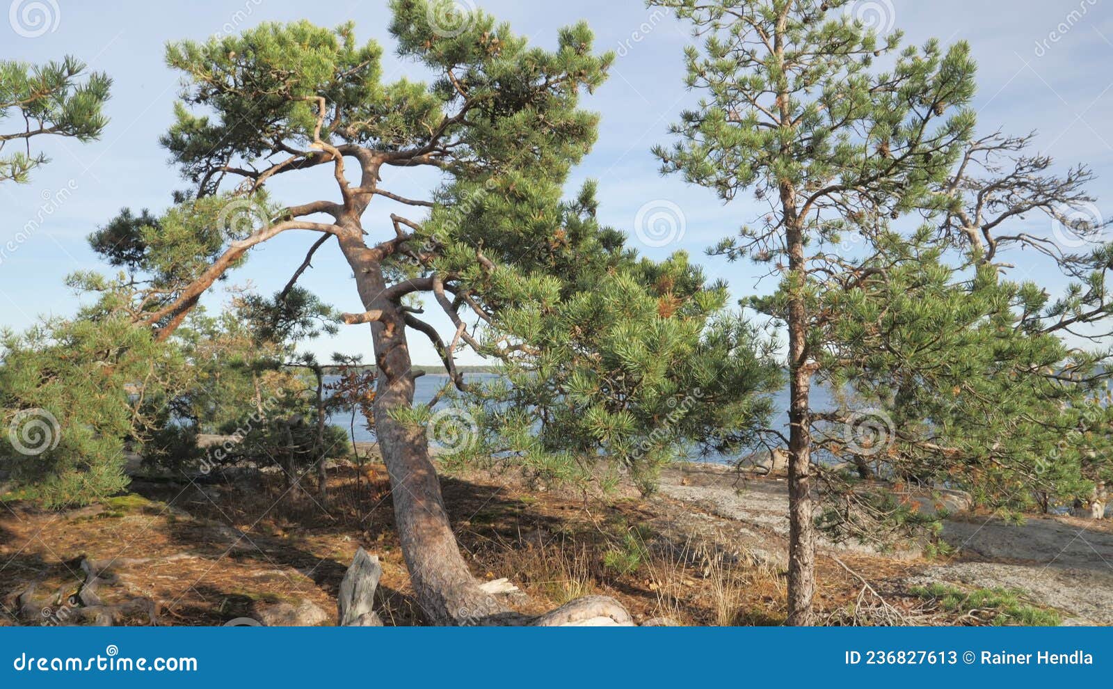 Big Pine Trees on the Granite Soil in the Forest Stock Video - Video of ...