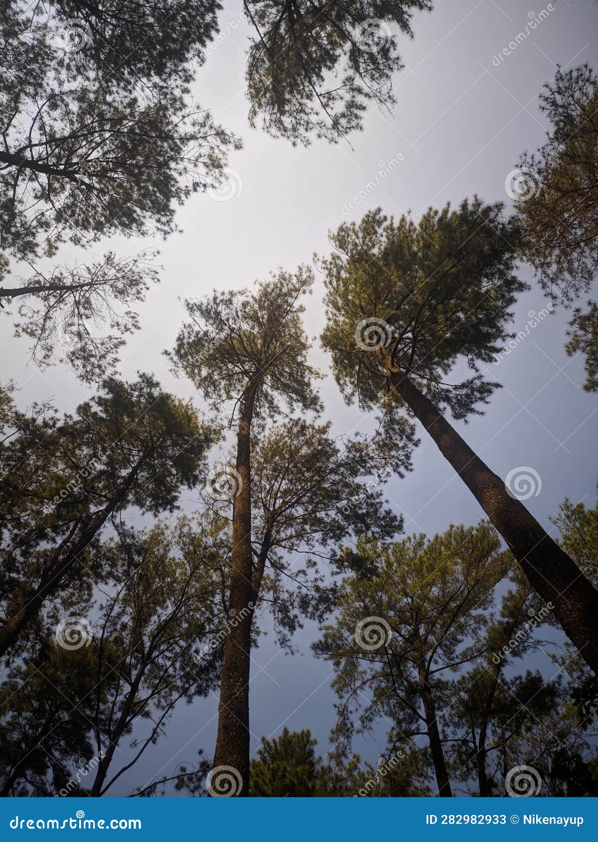 The Big Pine Trees Over the Sky Stock Image - Image of nature, good ...