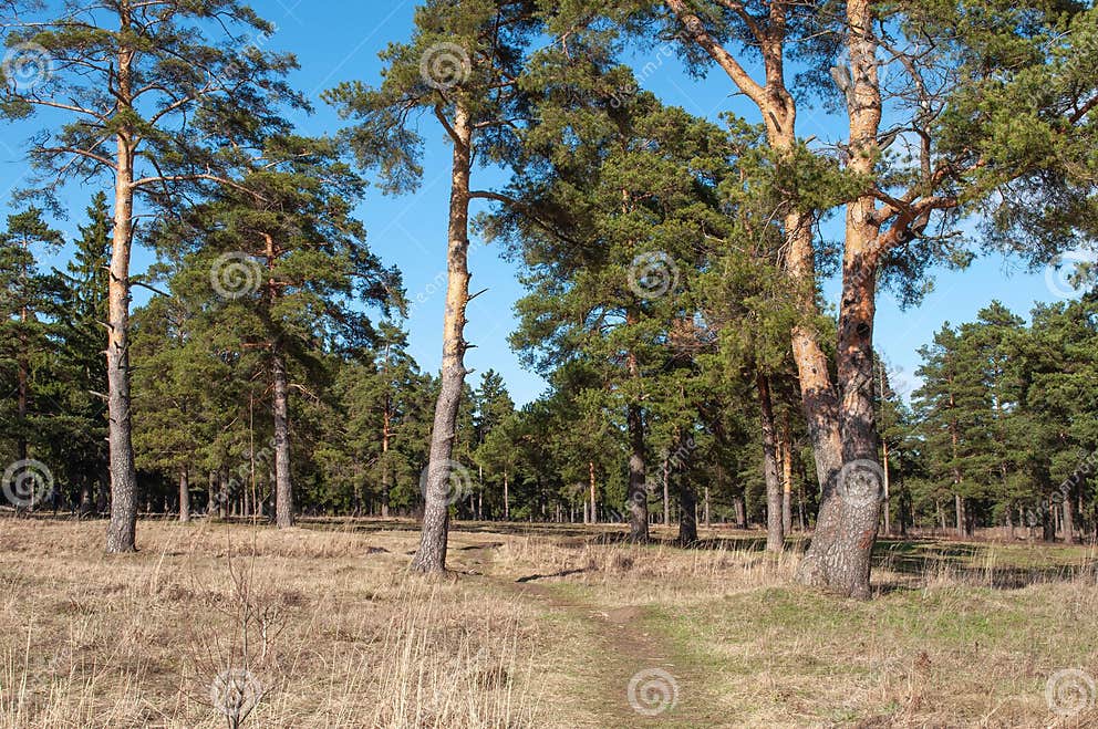 Big pine trees in park stock photo. Image of pines, freshness - 315428044