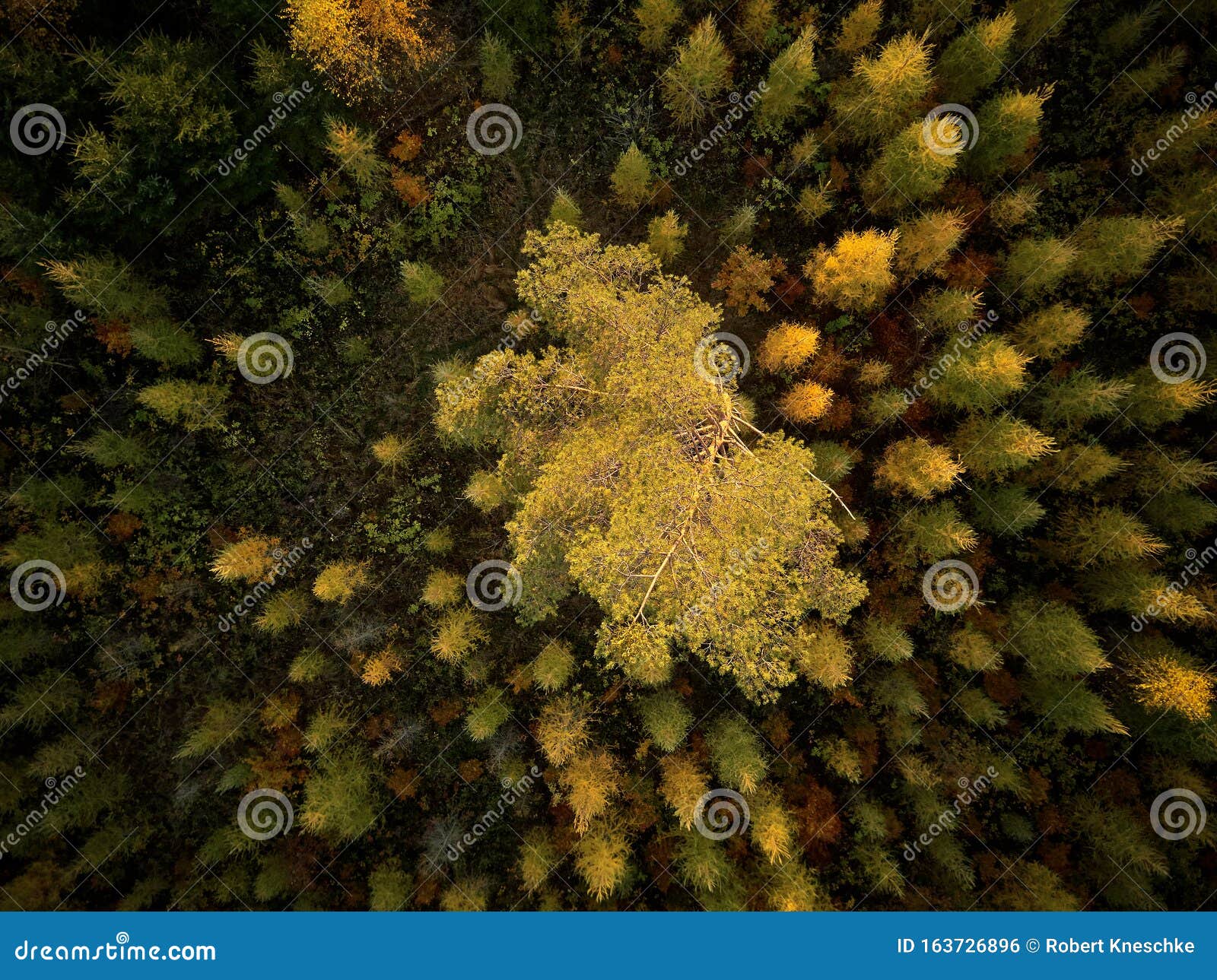 Big Pine Trees between Small Trees in the Forest Stock Photo - Image of ...