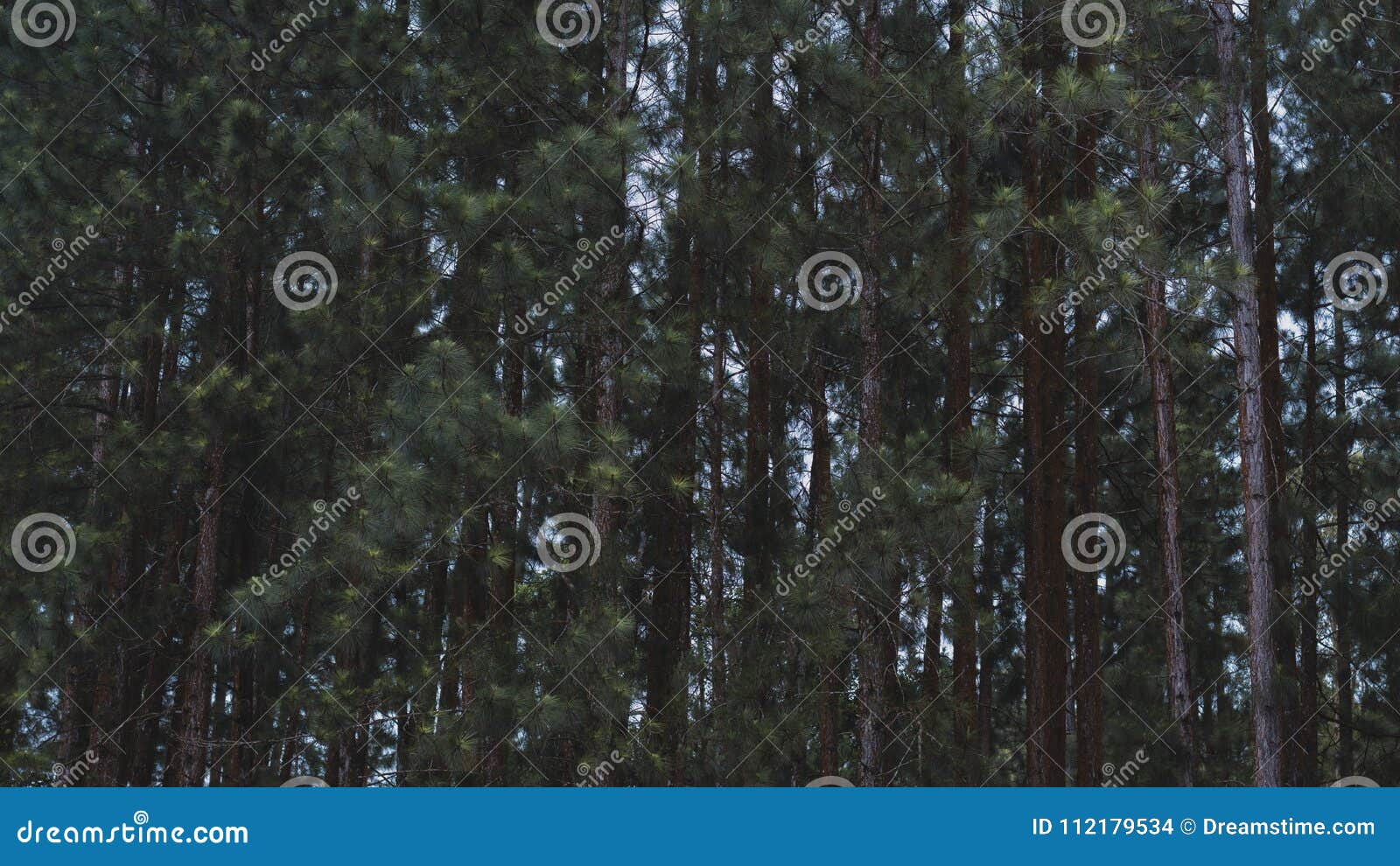 Pine trees in the mountain stock photo. Image of flower - 112179534