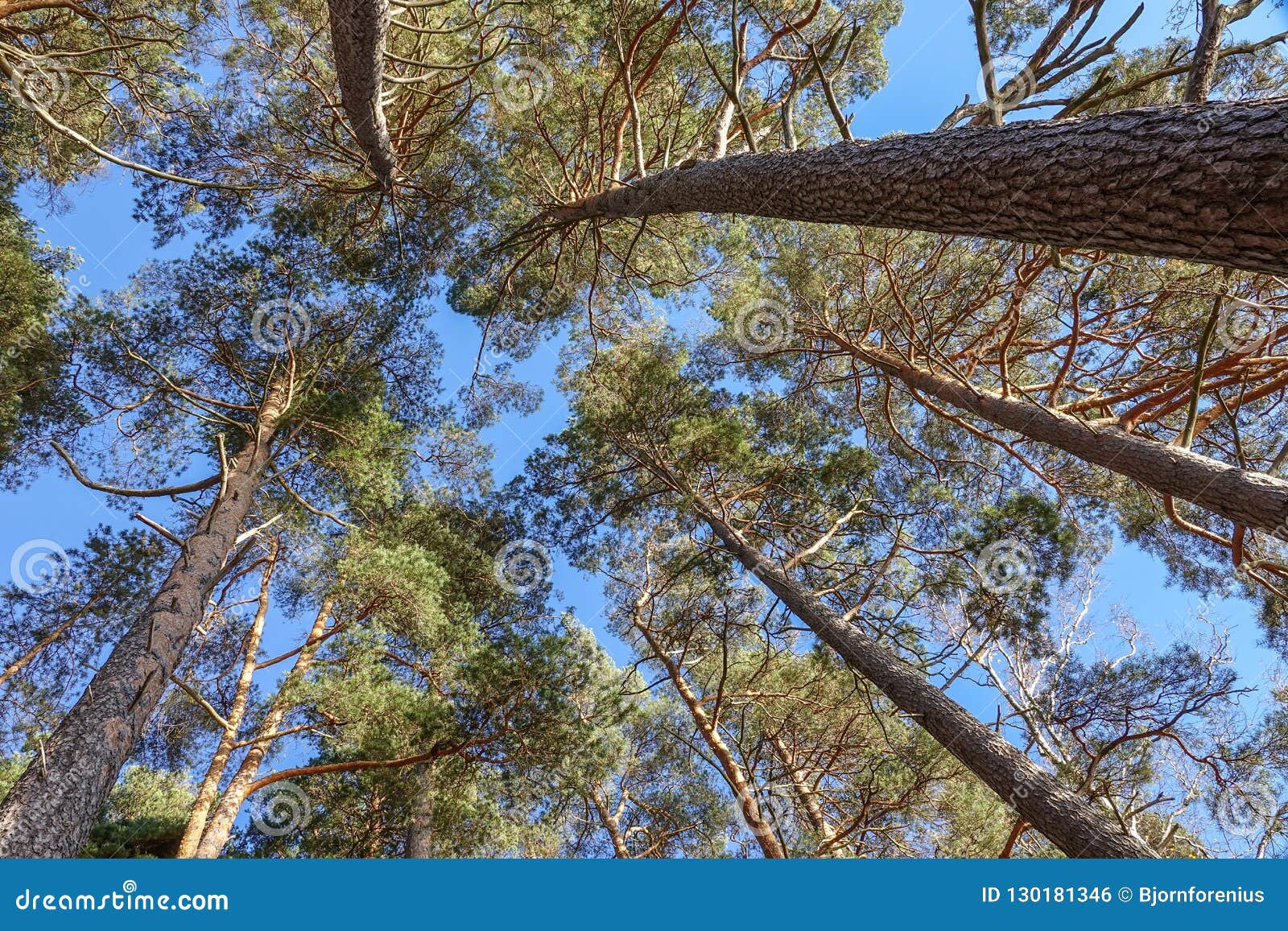 Big Pine Trees in the Woods Stock Photo - Image of landscape ...