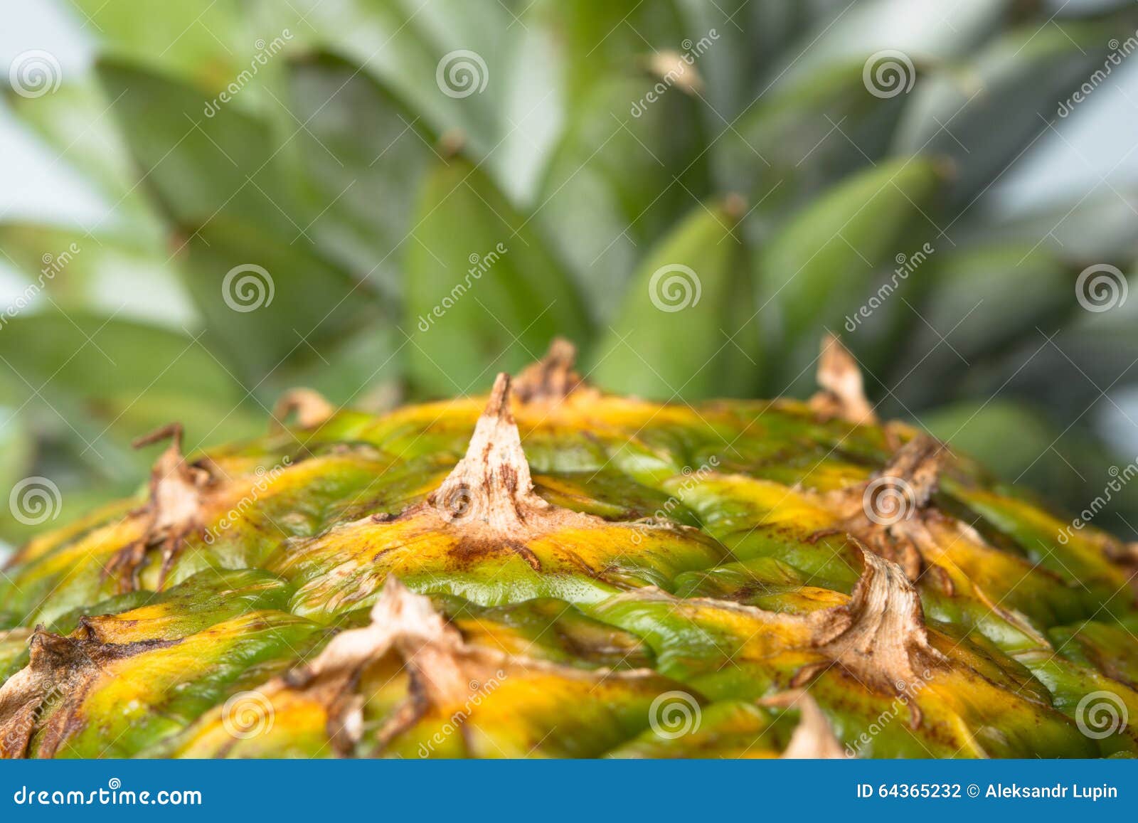 Big pineapple closeup stock photo. Image of fruit, peel - 64365232