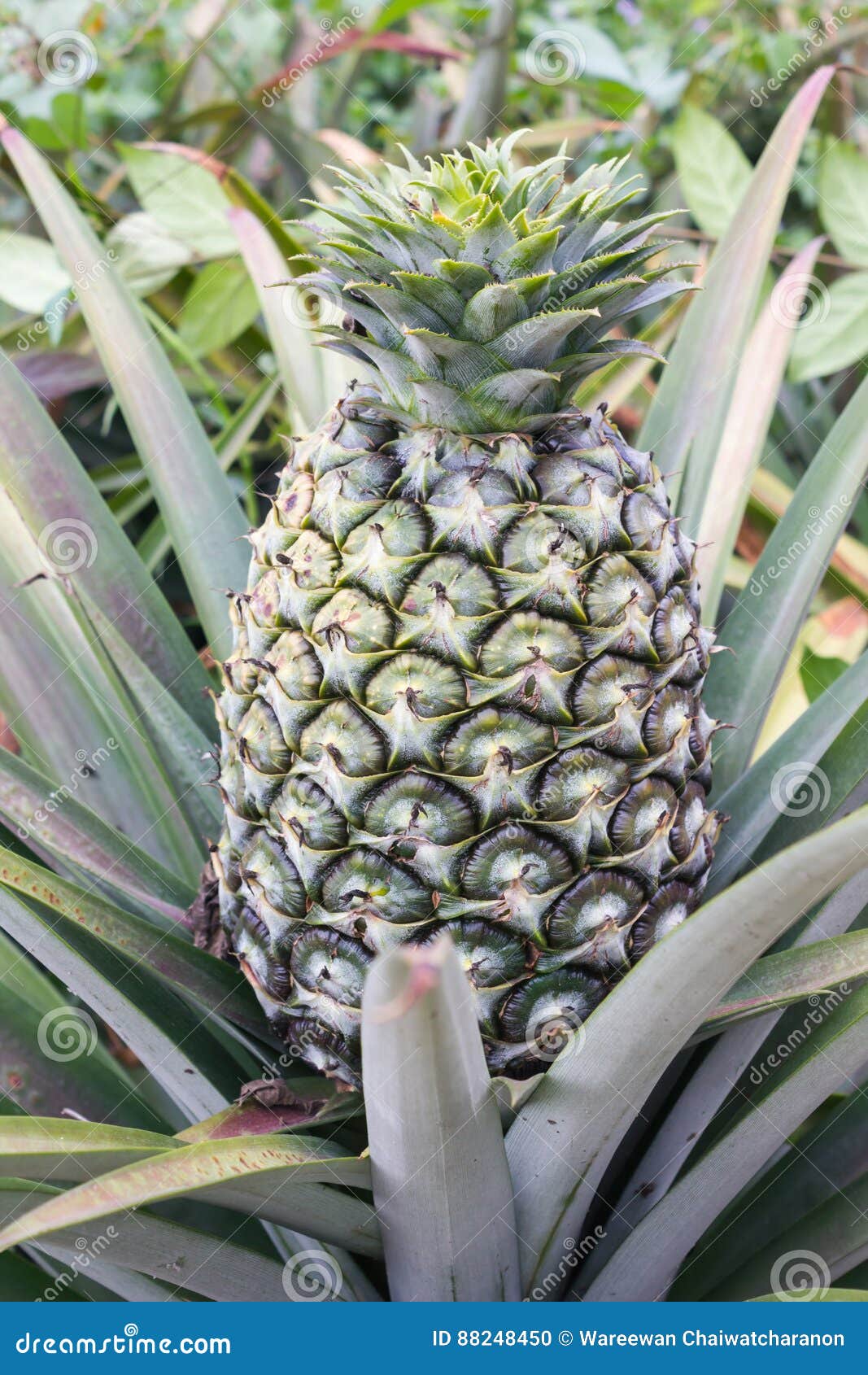 Big Pineapple Tree in Garden Stock Photo - Image of fruit, food: 88248450