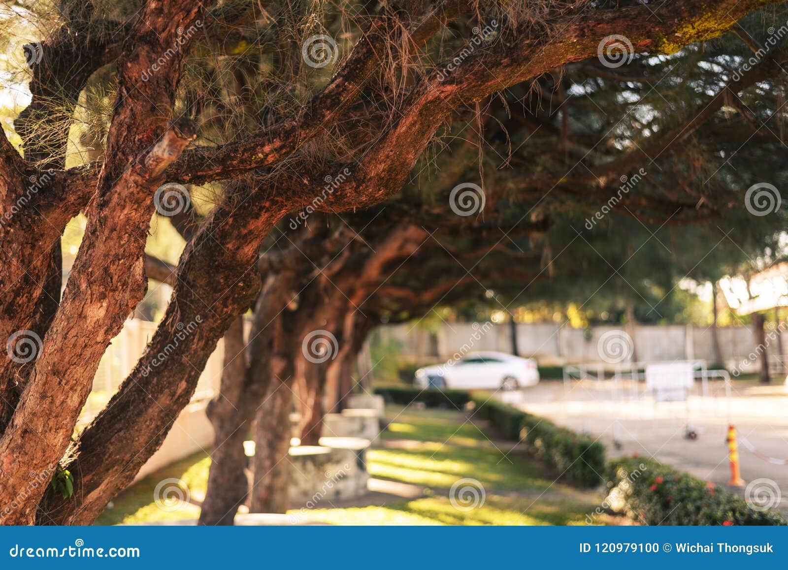 Big Pines Planted in Parks. Stock Photo - Image of outdoor, blue: 120979100
