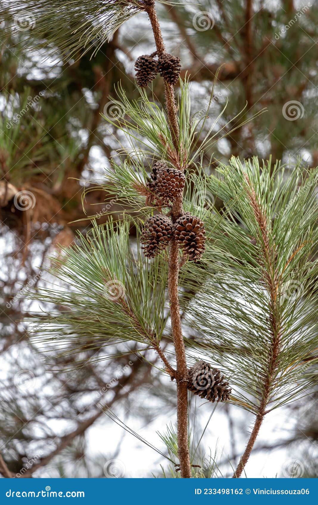 Big Pines Tree stock photo. Image of pine, plant, nature - 233498162