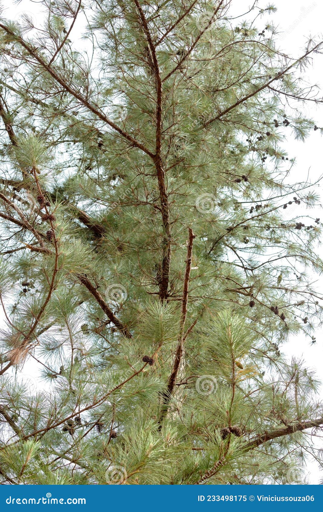 Big Pines Tree stock image. Image of conifer, coniferous - 233498175