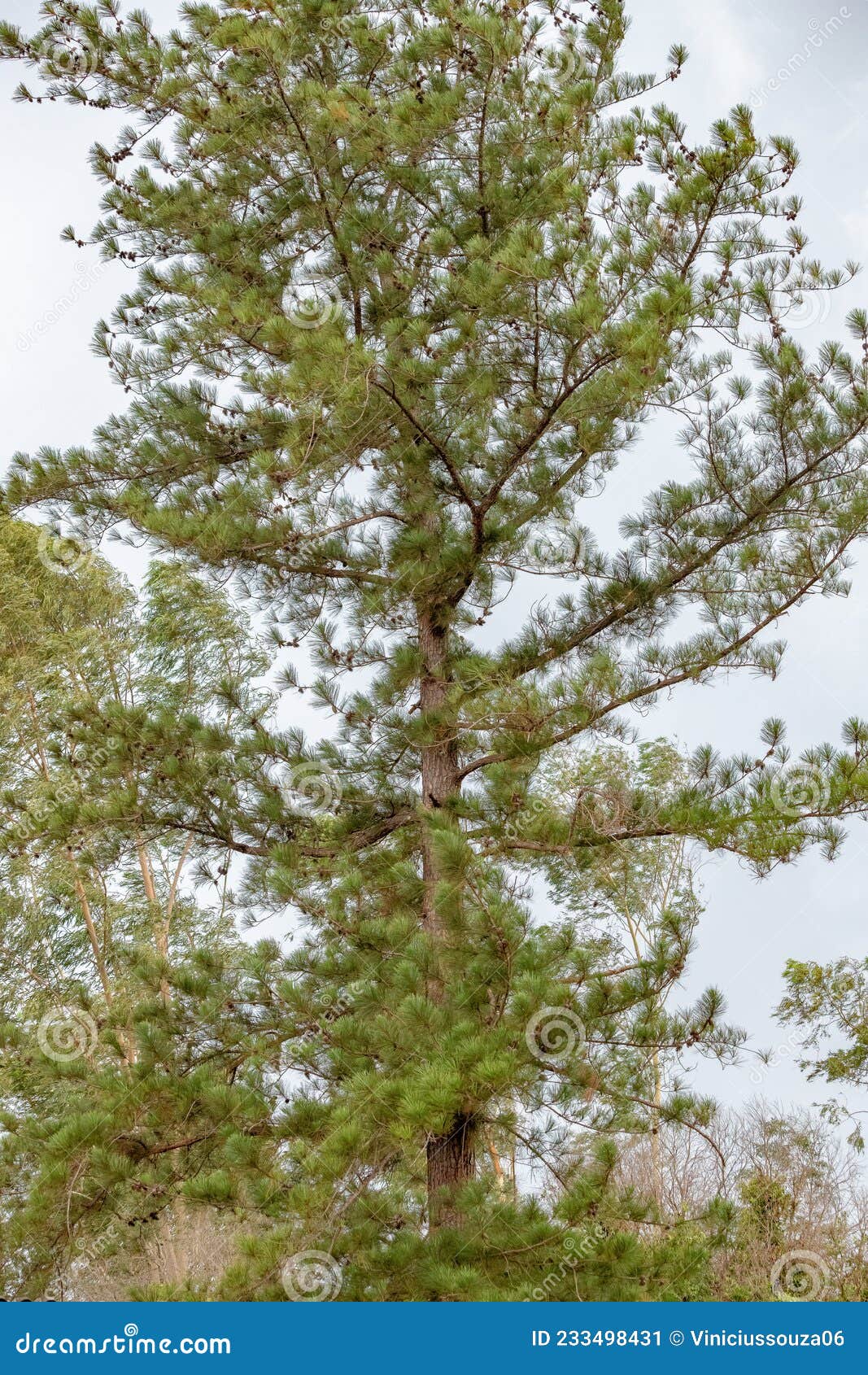 Big Pines Tree stock image. Image of pine, plant, arboreal - 233498431