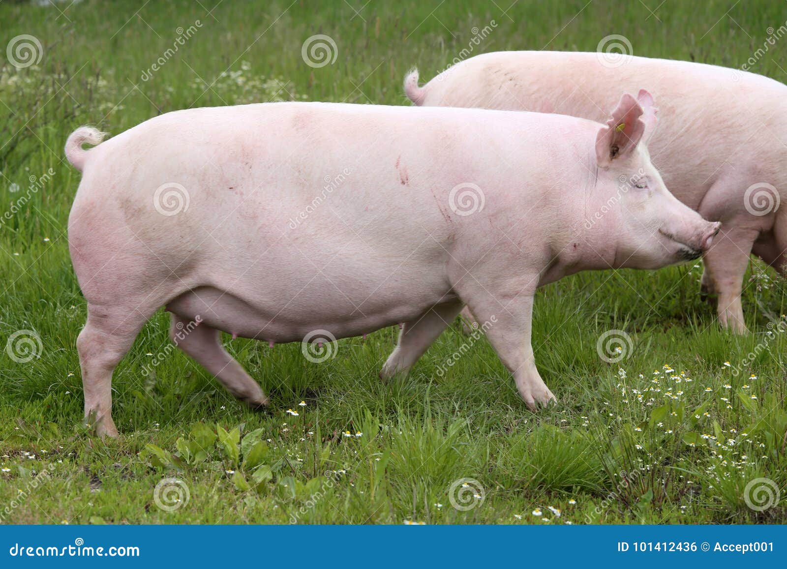 Big Pink Colored Sow Posing for Camera Stock Photo - Image of gilt ...