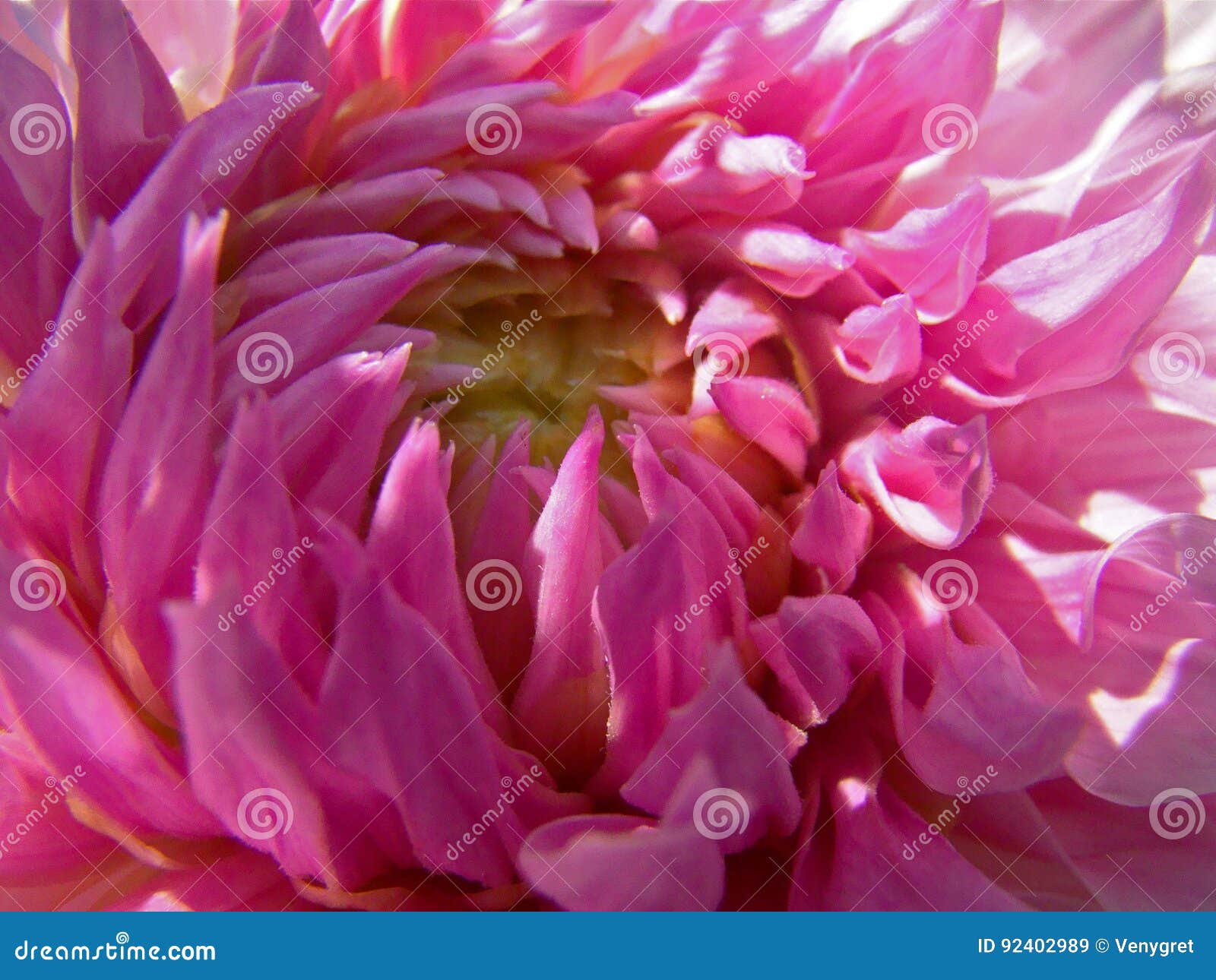 Big pink dahlia flower stock image. Image of stamens - 92402989