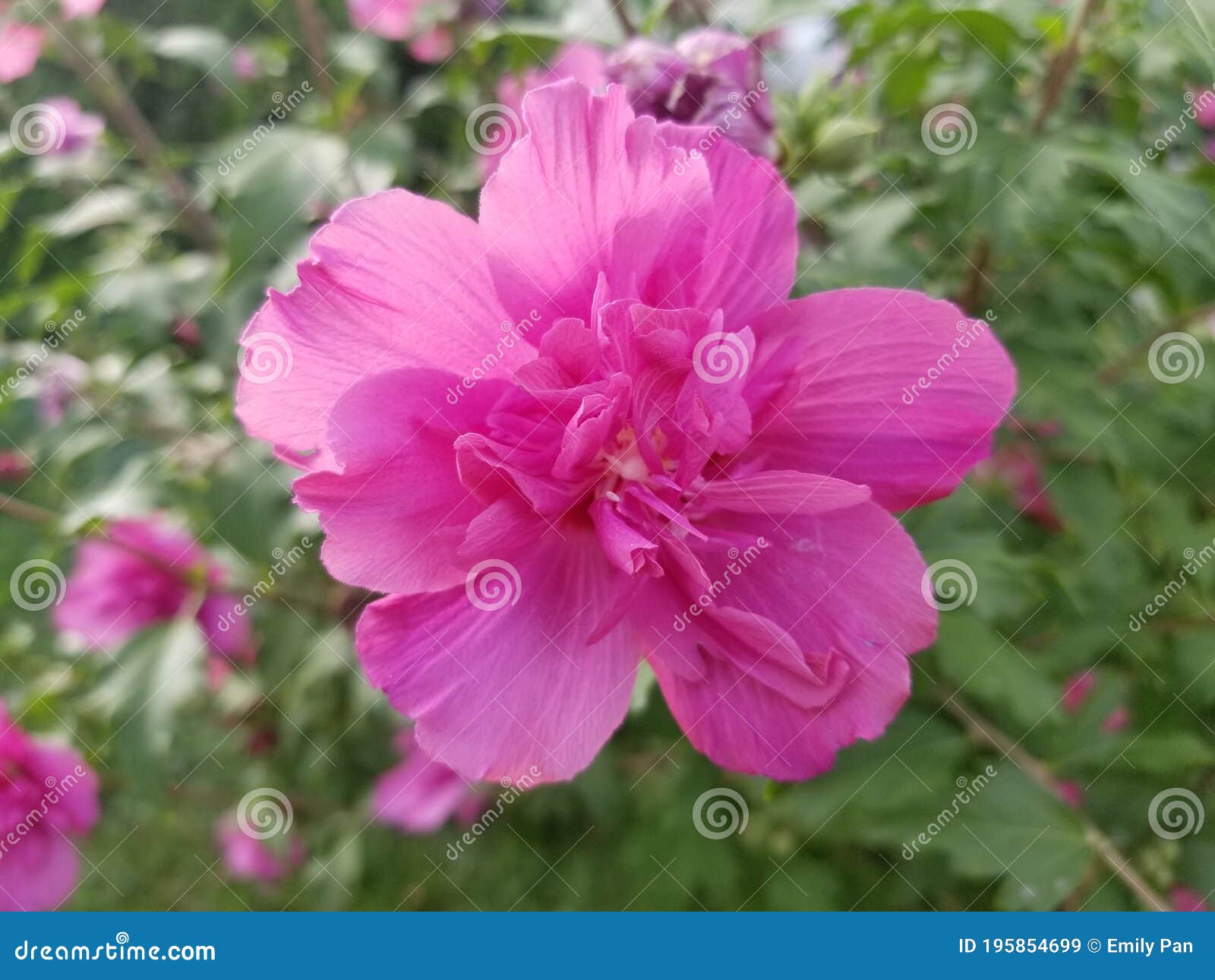 Big Pink Flower stock image. Image of wildflower, purple - 195854699
