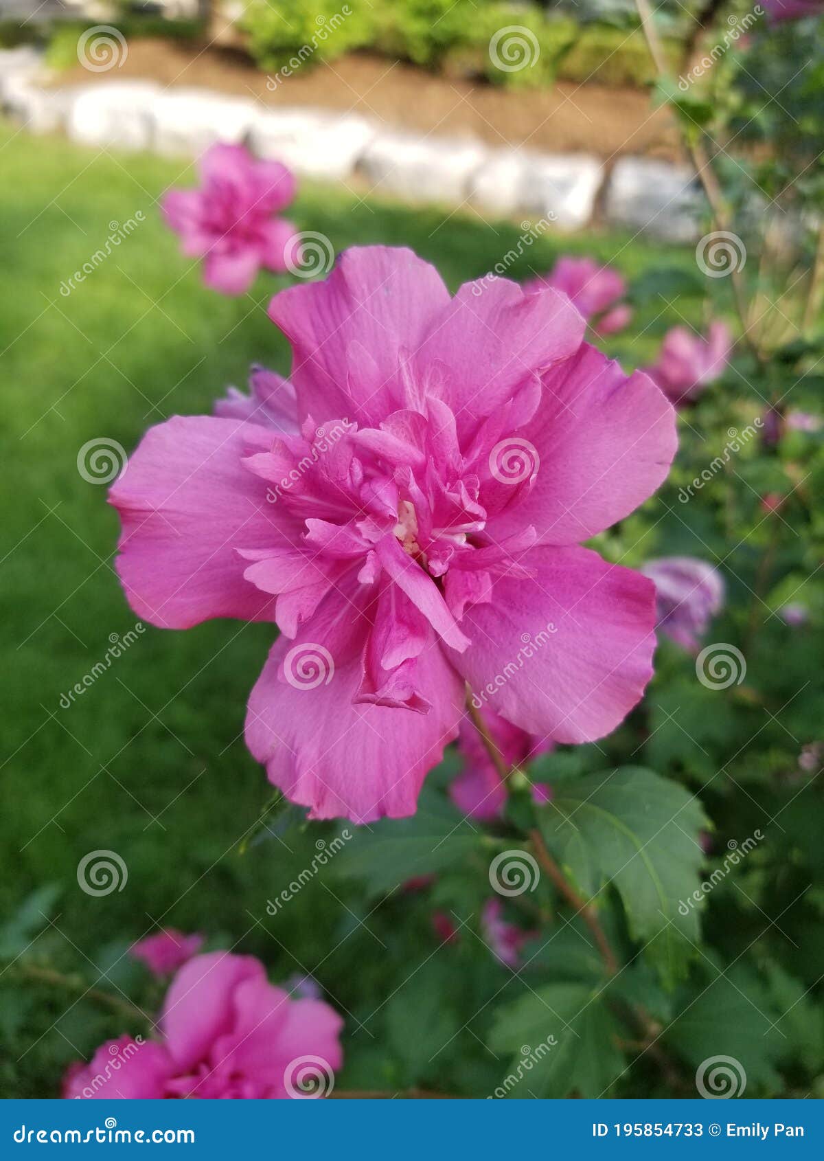 Big Pink Flower stock image. Image of petal, leaf, herb - 195854733