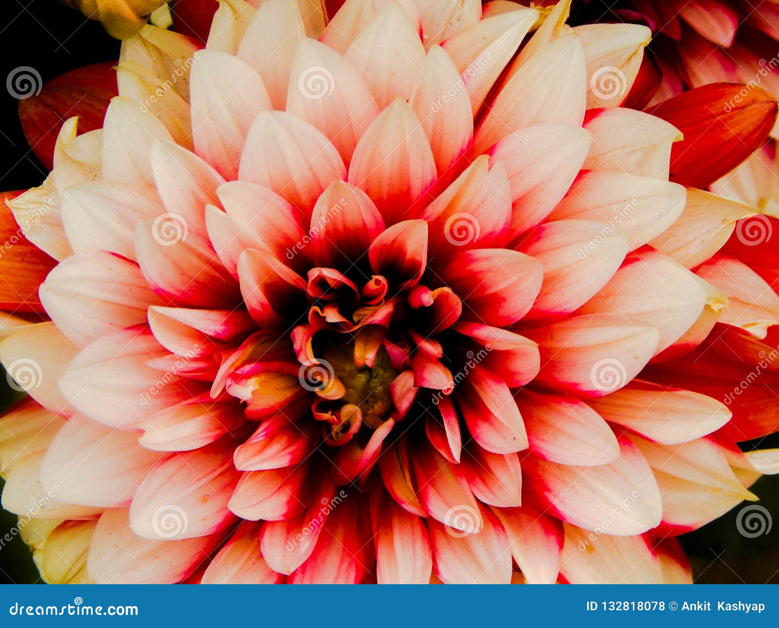 Big pink flower stock photo. Image of flowers, bouquet - 132818078