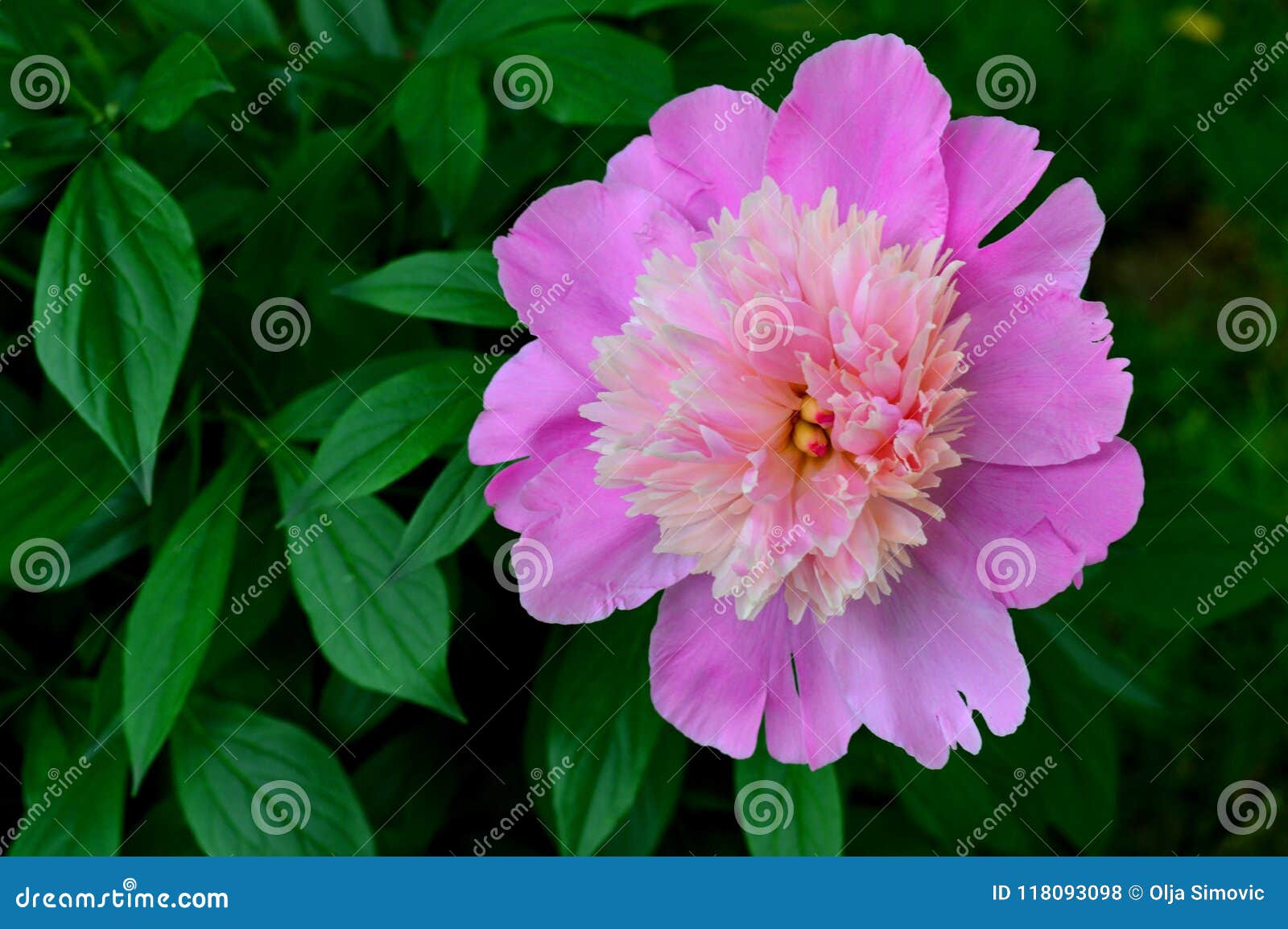 Big pink flower stock photo. Image of leaves, flower - 118093098