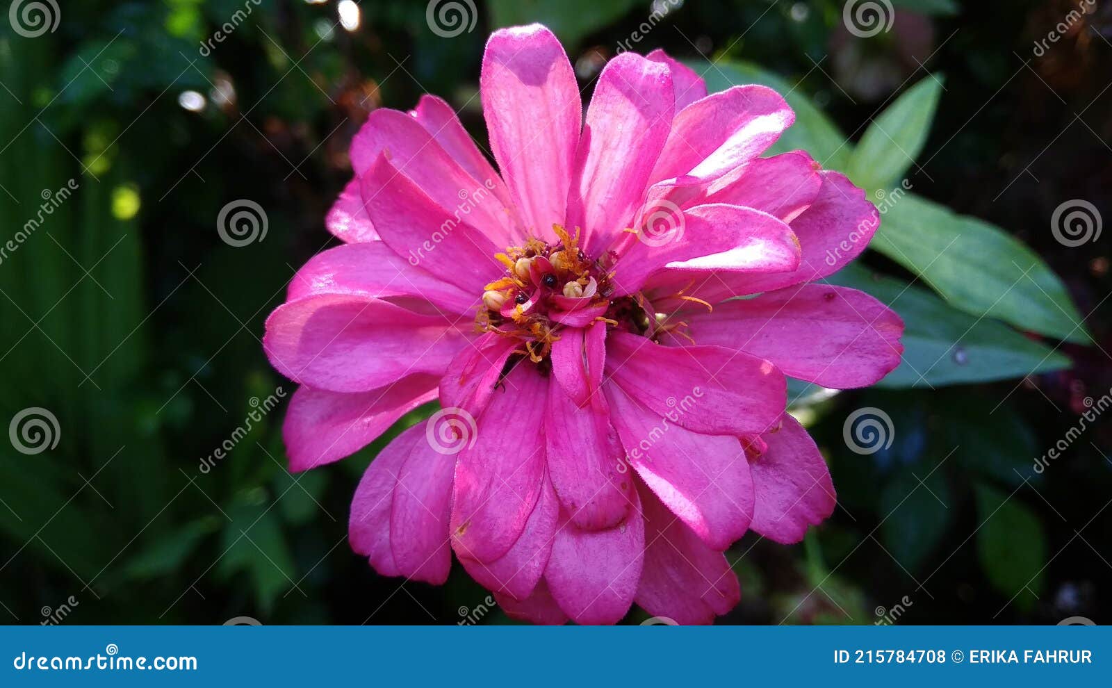 Big Pink Flowers that Bloomed so Beautifully Stock Photo - Image of ...