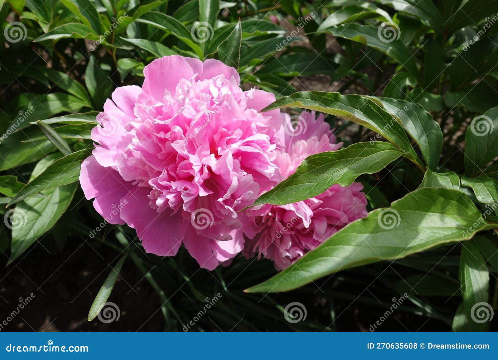 Big Pink Flowers of Two Peonies in the Leafage in Mid May Stock Photo ...