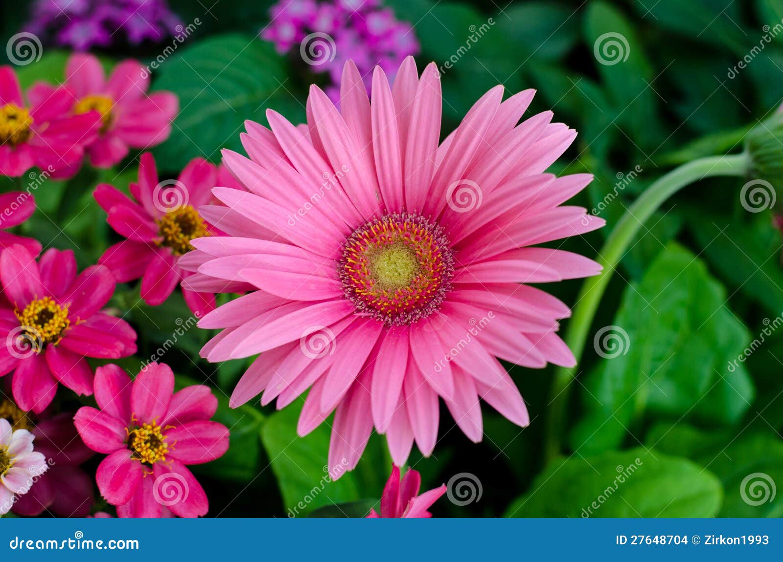 1,040 Big Pink Gerbera Stock Photos - Free & Royalty-Free Stock Photos ...