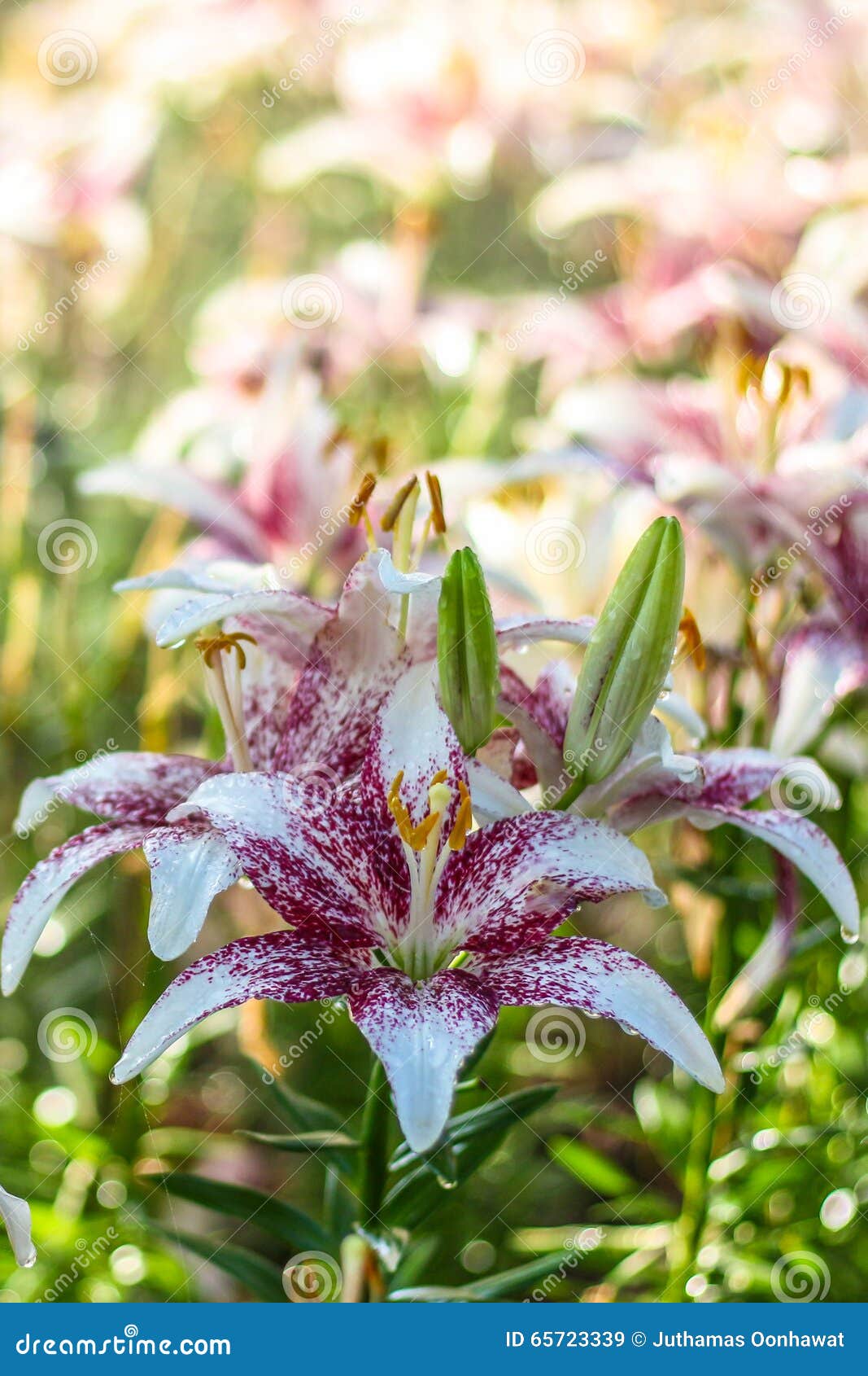 Big pink lilly flowers stock image. Image of pink, closeup - 65723339