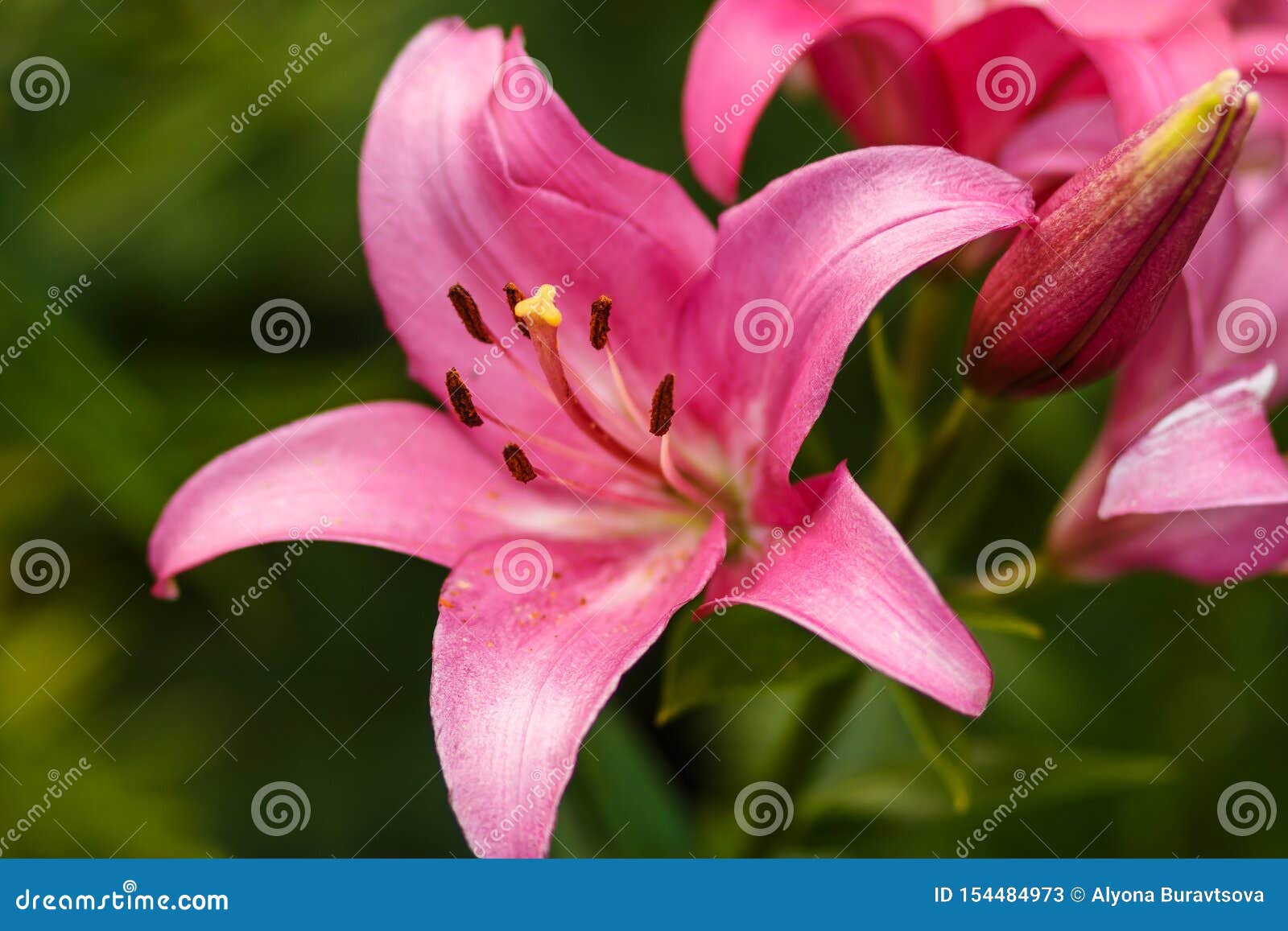 Big pink lily close stock image. Image of lily, flower - 154484973