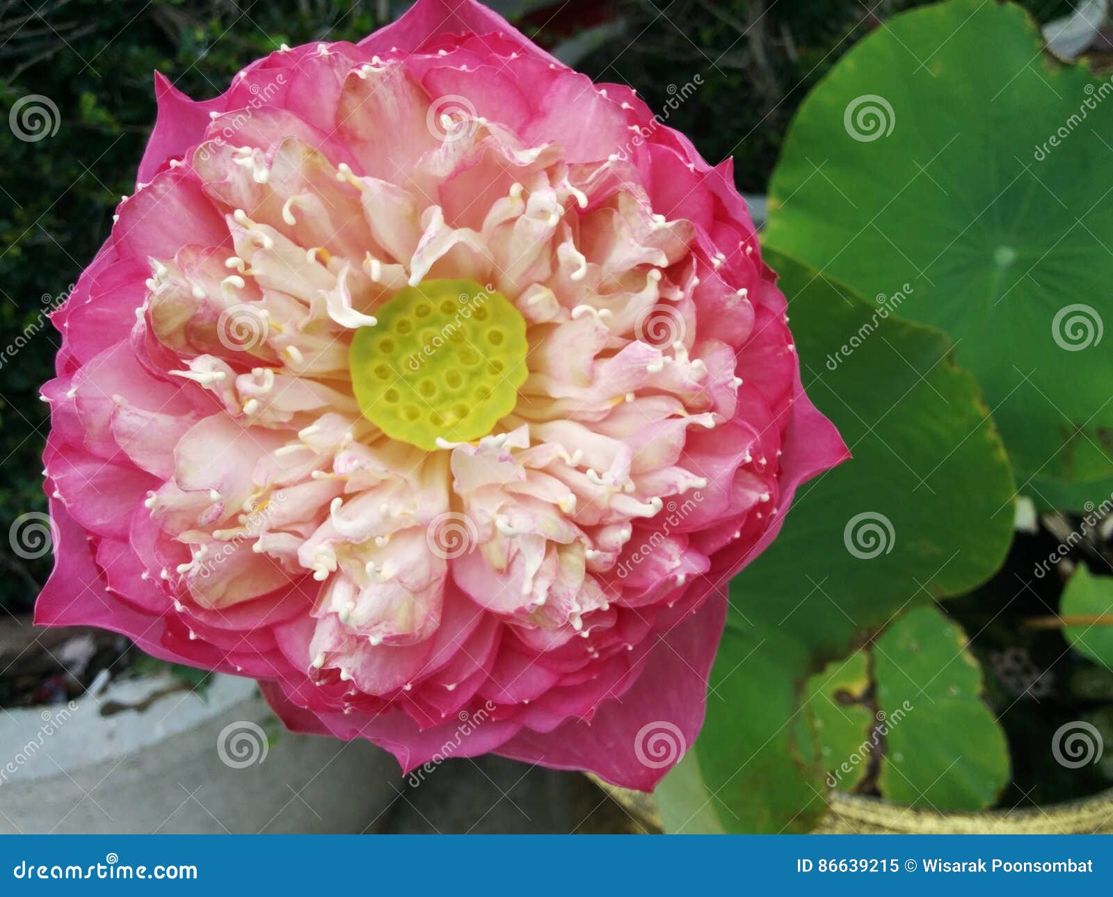 Big pink lotus stock image. Image of temple, chinese - 86639215