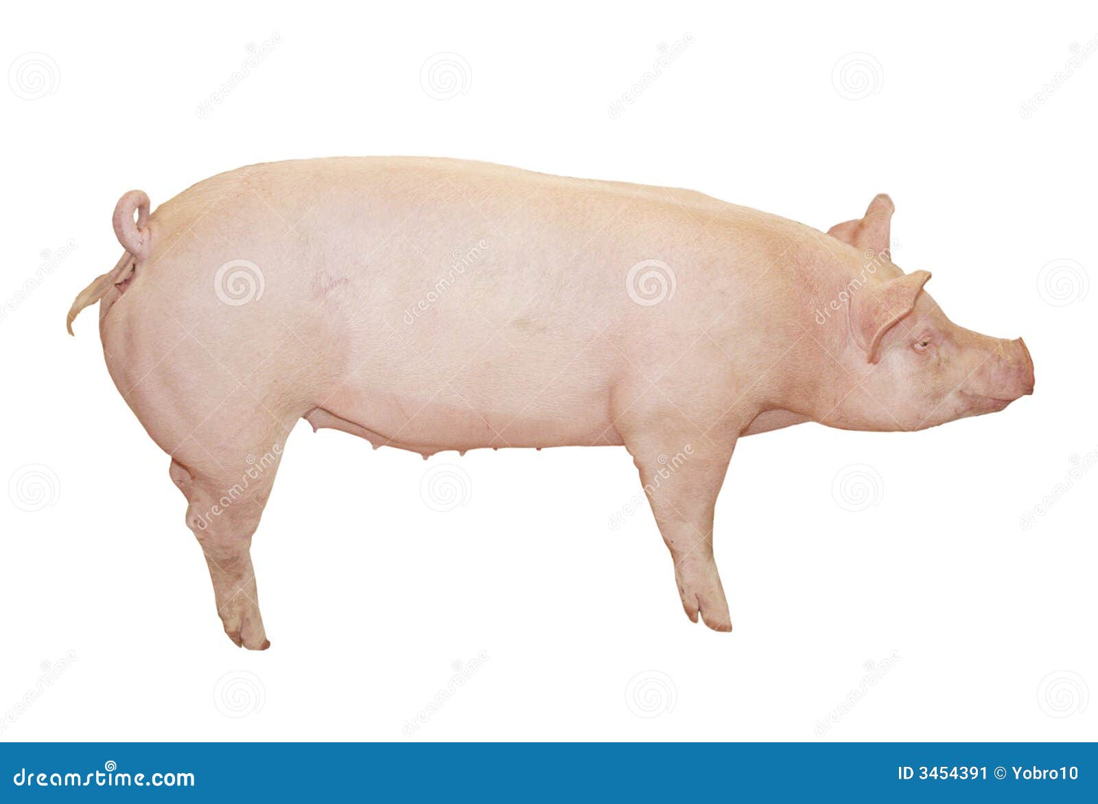Big Pink Pig Stock Image - Image: 3454391