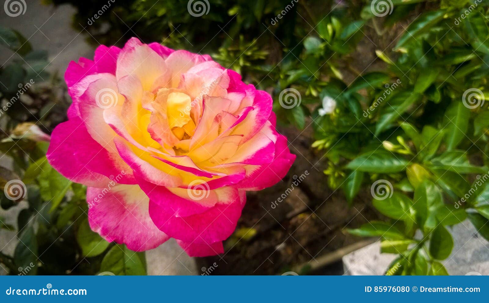 Big Pink Rose stock photo. Image of flower, flowers, bloom - 85976080