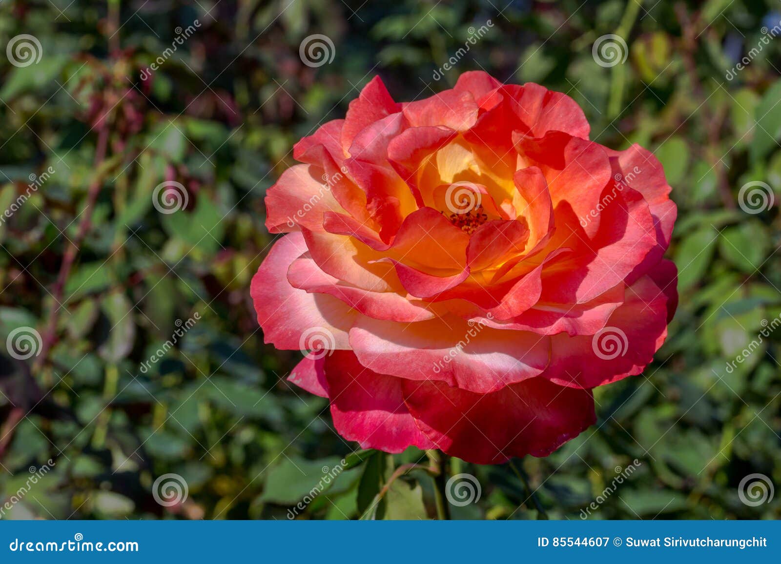 The Big Pink rose stock image. Image of love, garden - 85544607