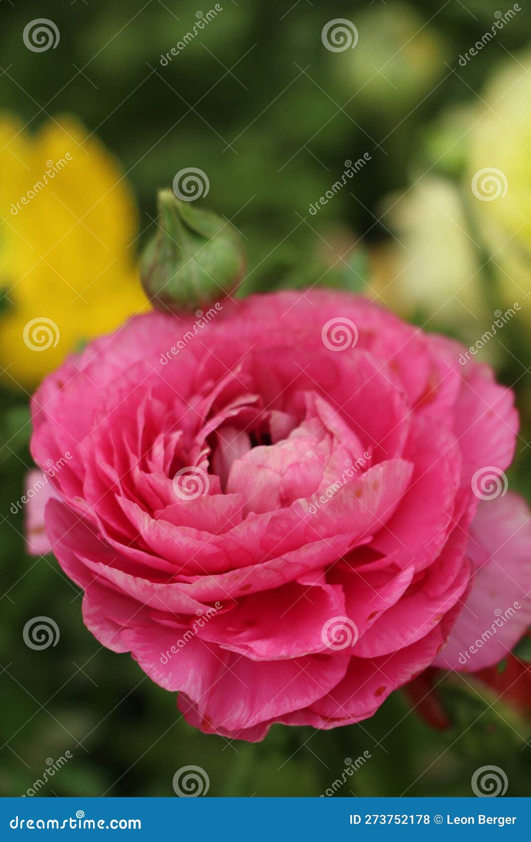 A Big Pink Rose with Lots of Pink Petals and a Bloom Stock Photo ...