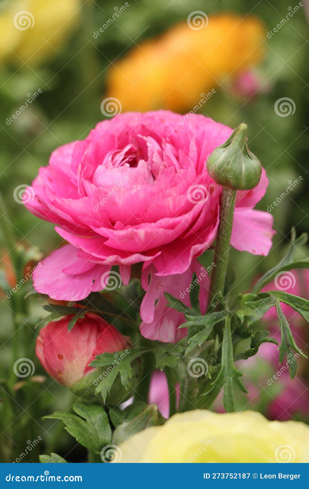 Big Pink Rose with Many Pink Petals from Side View and a Rose Bud Stock ...
