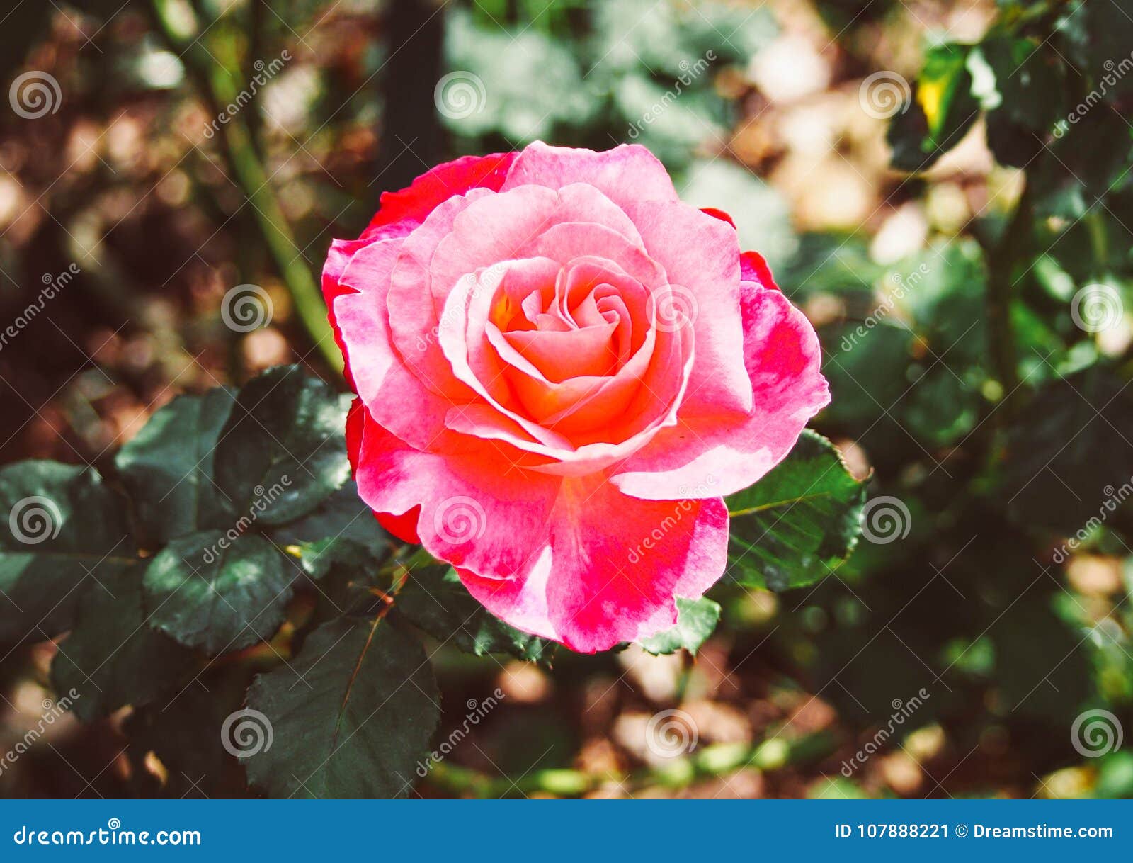 The big pink rose stock image. Image of aroma, house - 107888221
